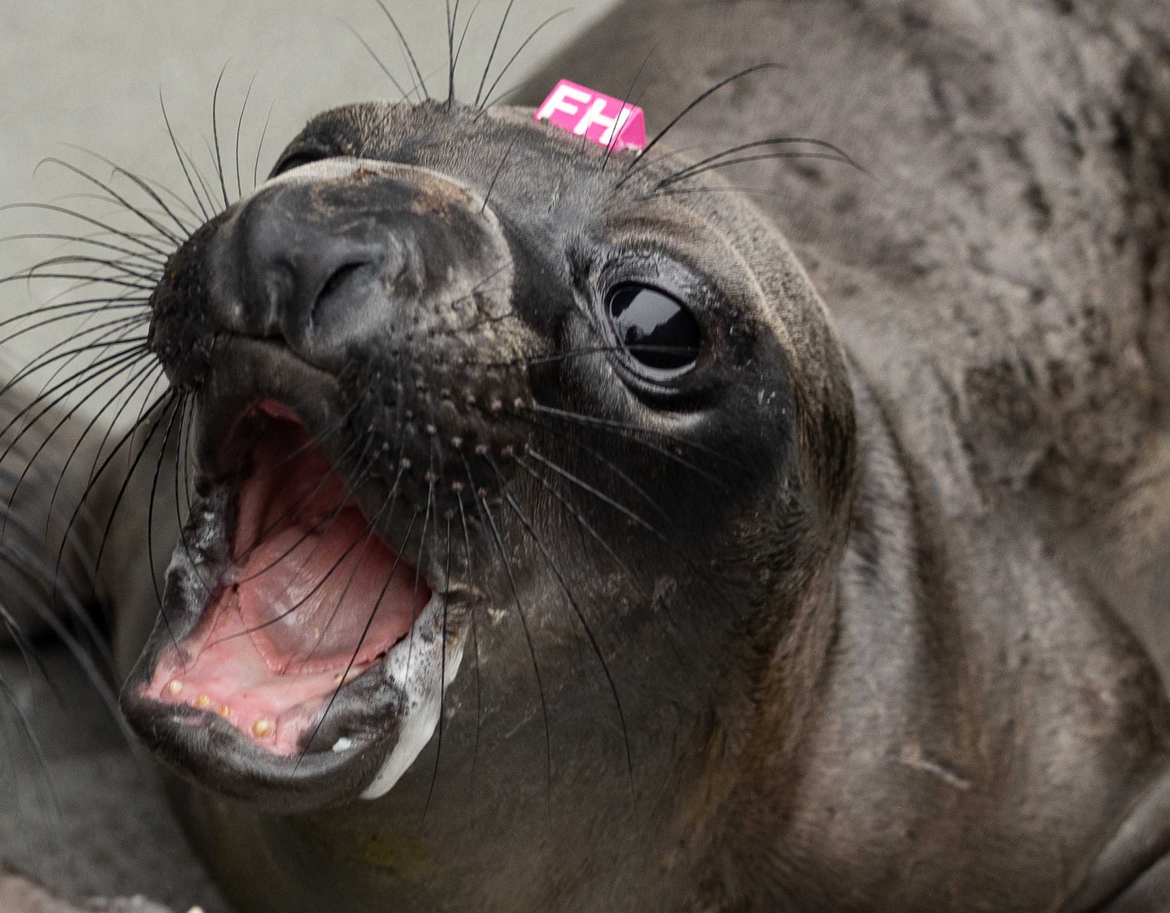 Herman | The Marine Mammal Center