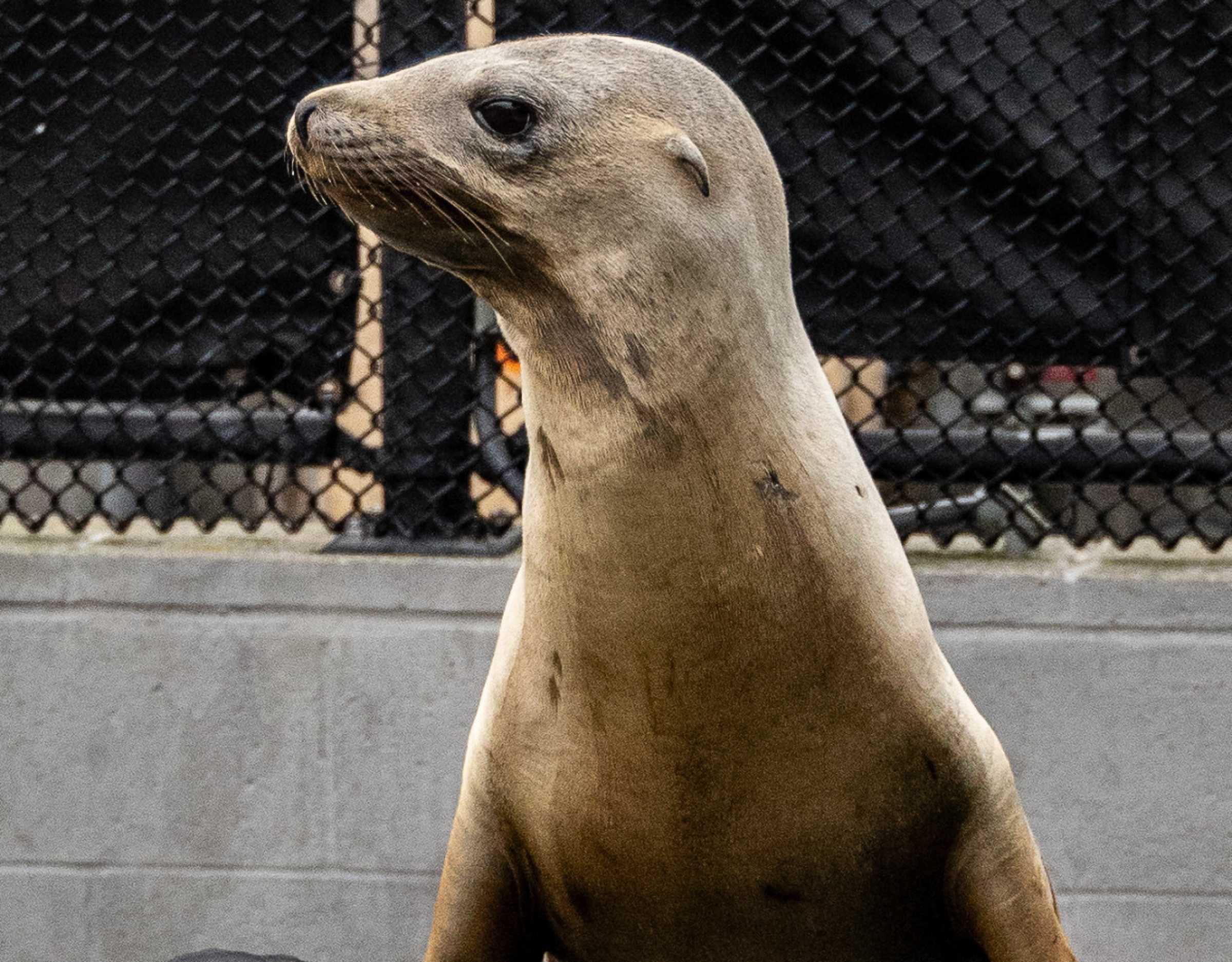 Atticus | The Marine Mammal Center