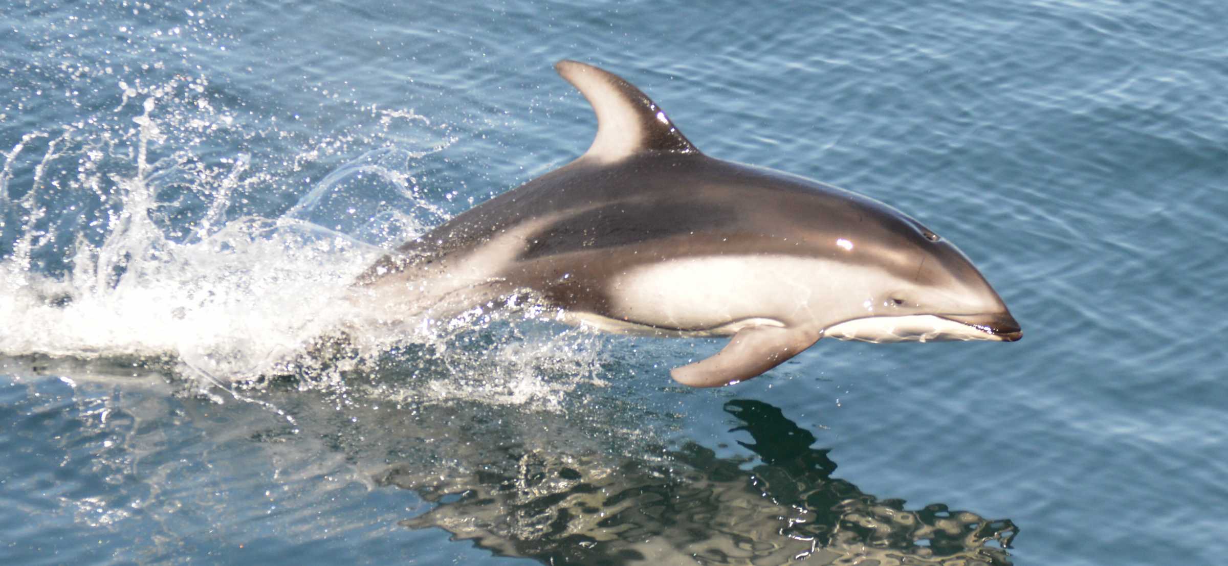 Pacific White-Sided Dolphin | The Marine Mammal Center