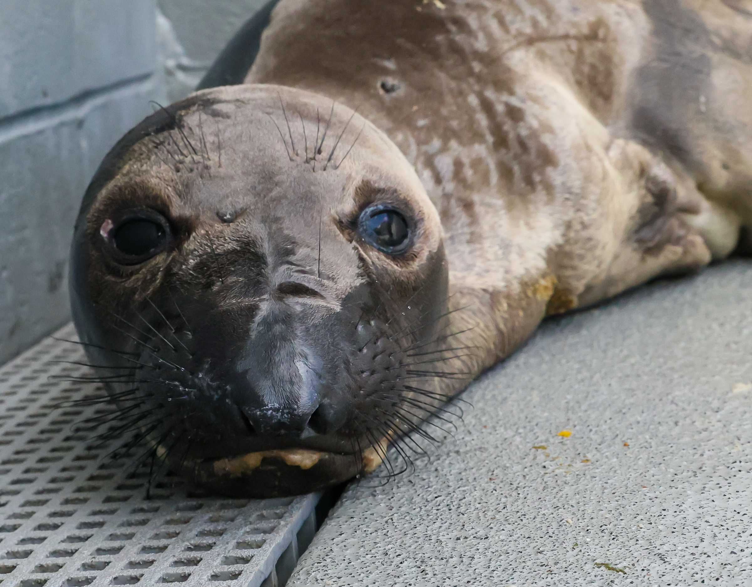 Flossie | The Marine Mammal Center