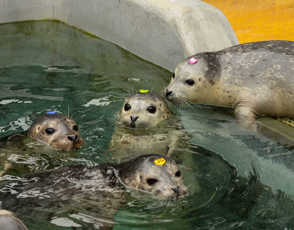Pupping Season Spotlight: Caring for an Orphaned Harbor Seal Pup | The ...