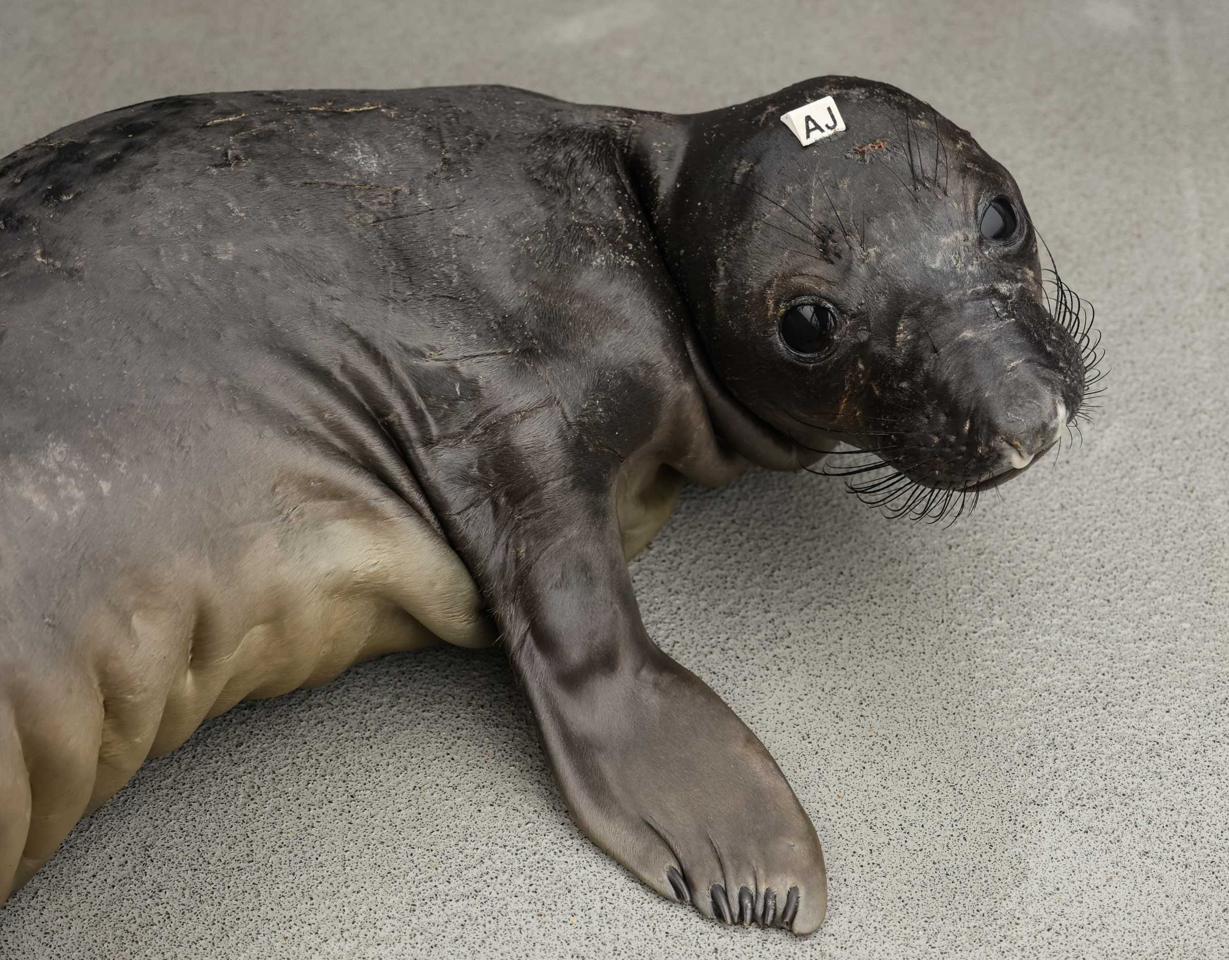Jerbear | The Marine Mammal Center
