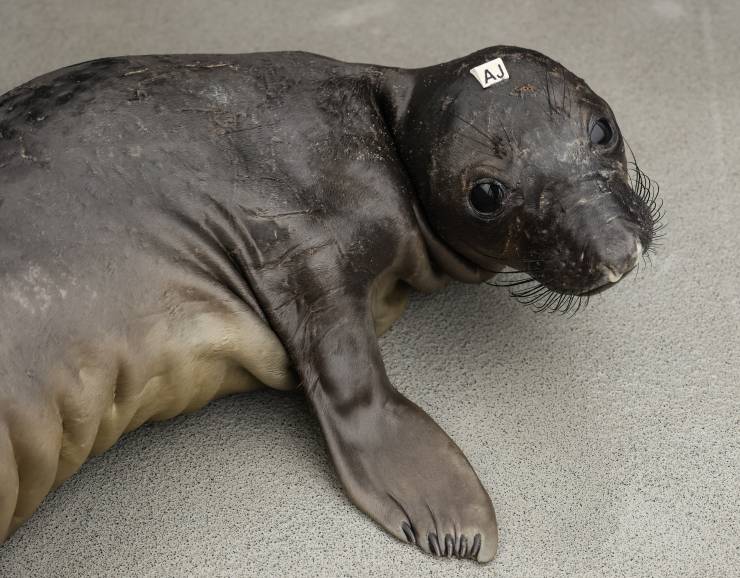Jerbear | The Marine Mammal Center