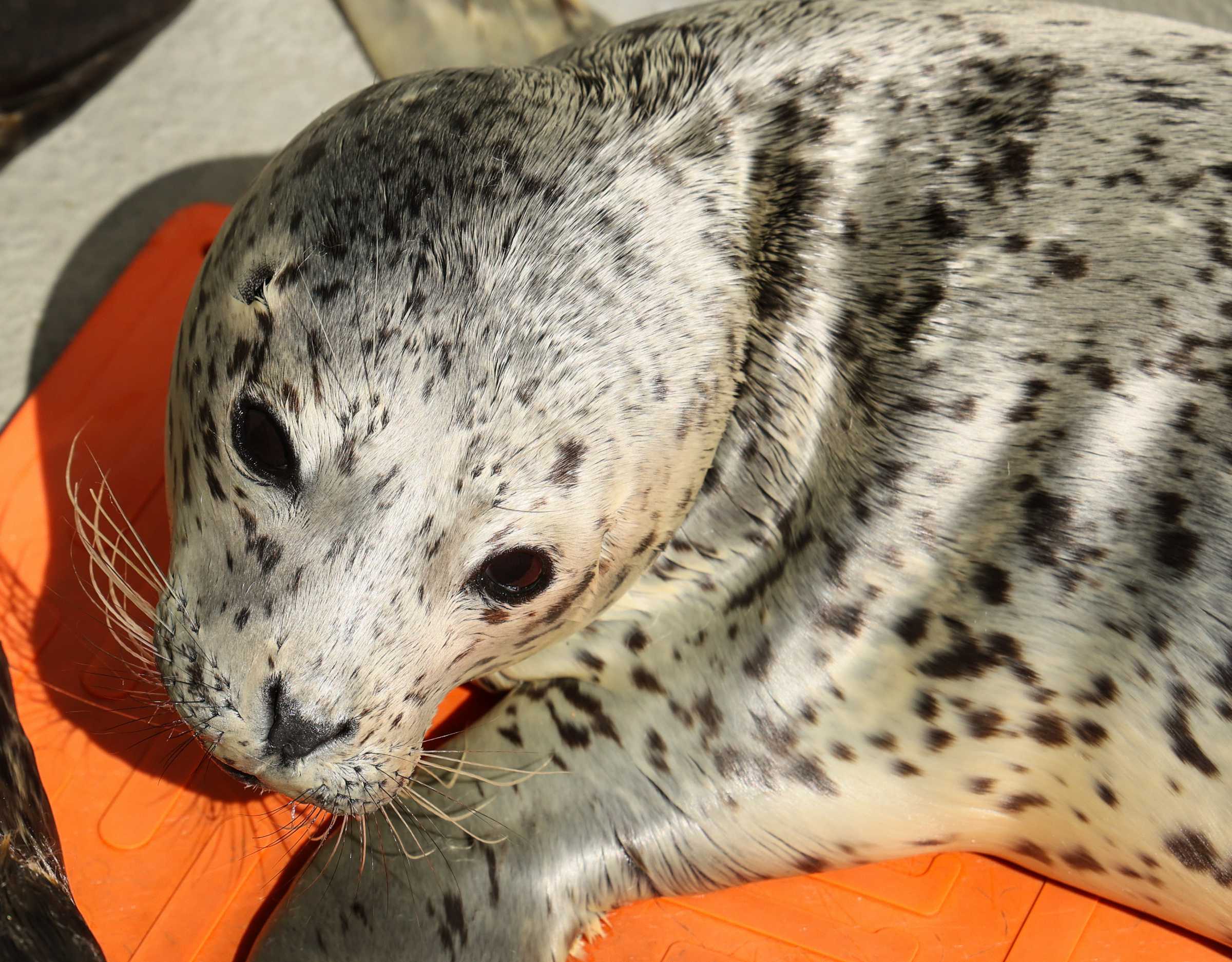 Zephyr | The Marine Mammal Center