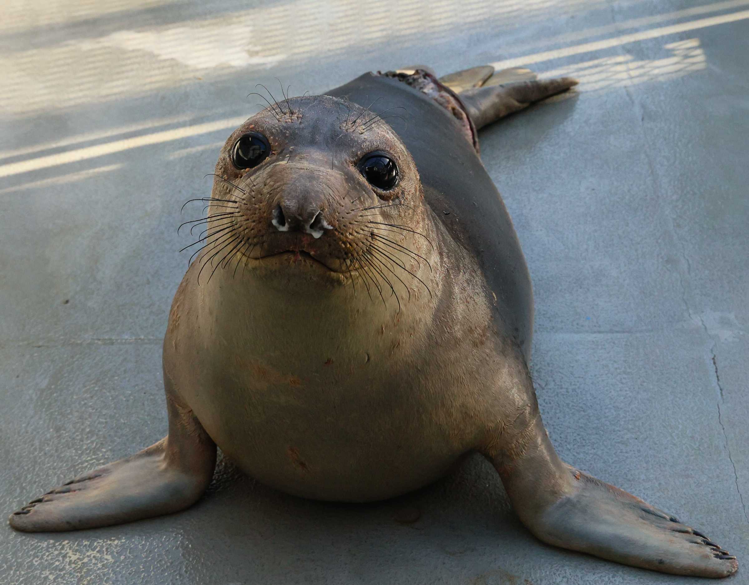 Churro | The Marine Mammal Center