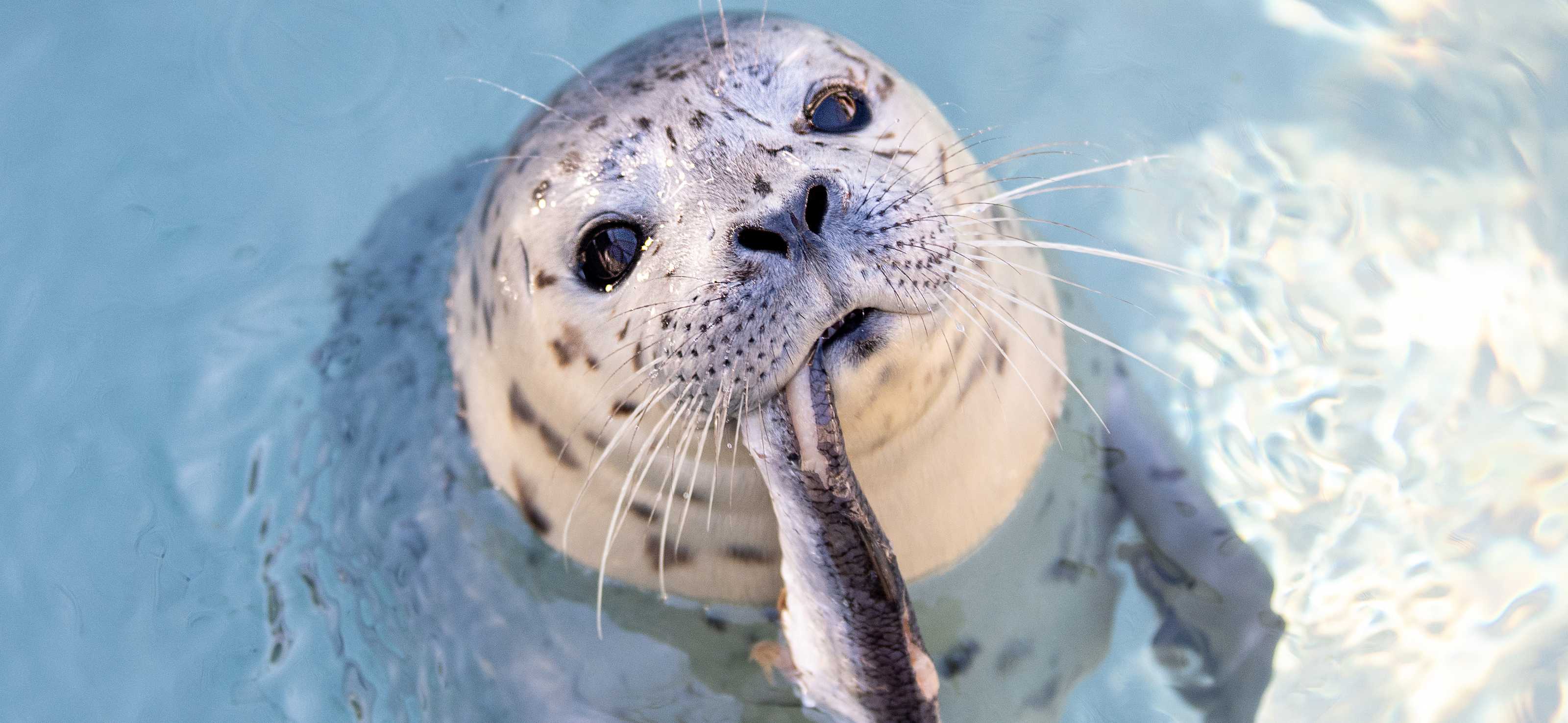 Pupping Season Spotlight: Caring for an Orphaned Harbor Seal Pup | The ...