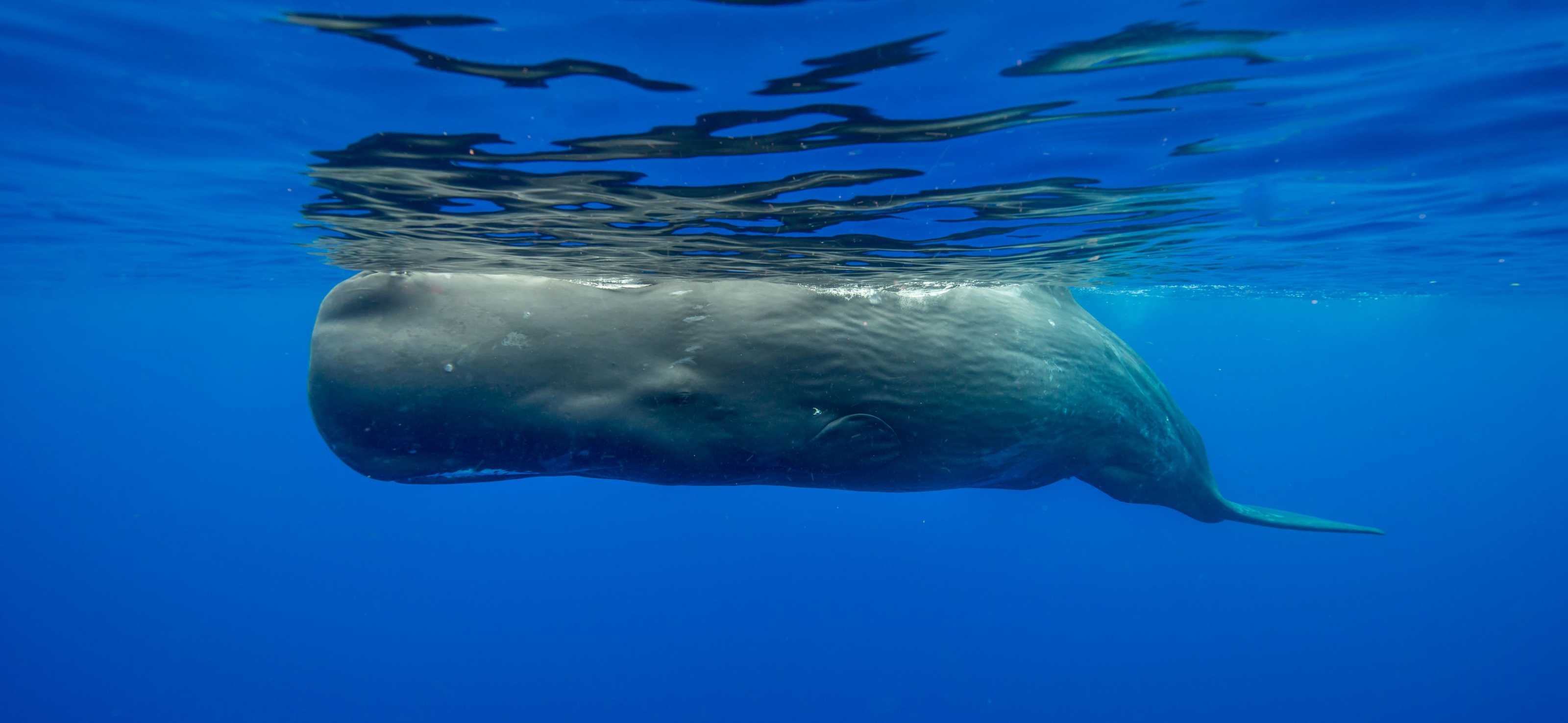 Sperm Whale | The Marine Mammal Center