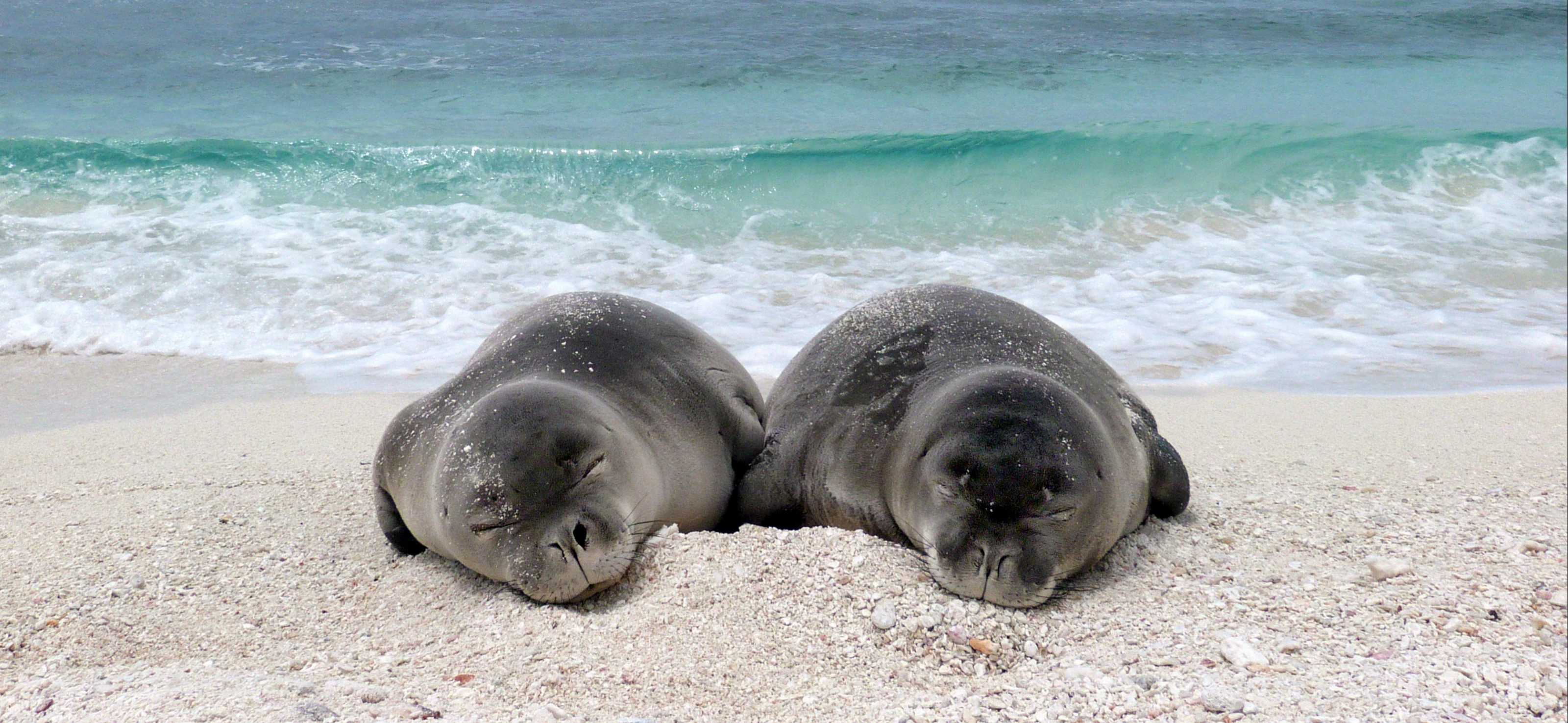 Hawaiian Monk Seal Conservation | The Marine Mammal Center