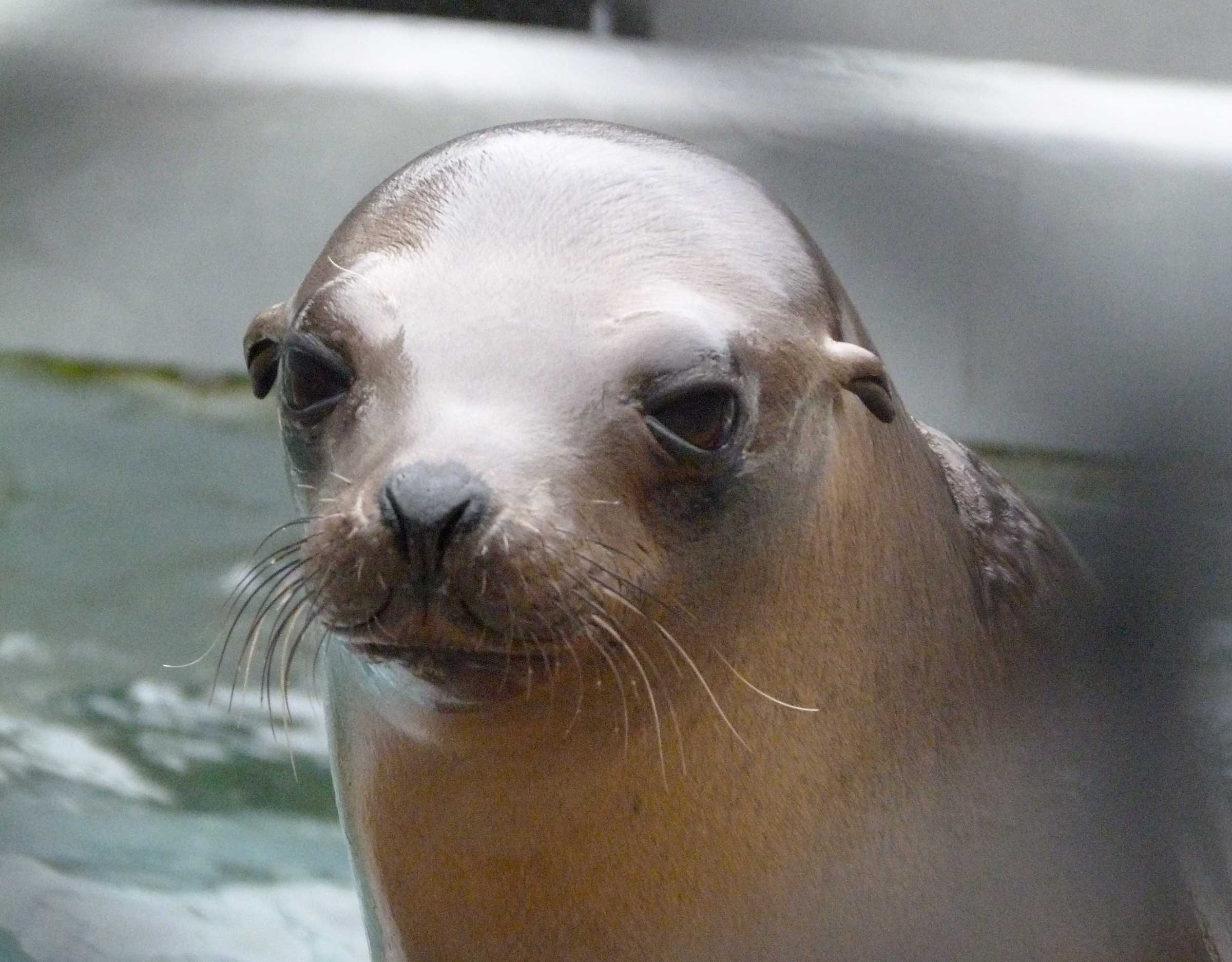 Francesca | The Marine Mammal Center