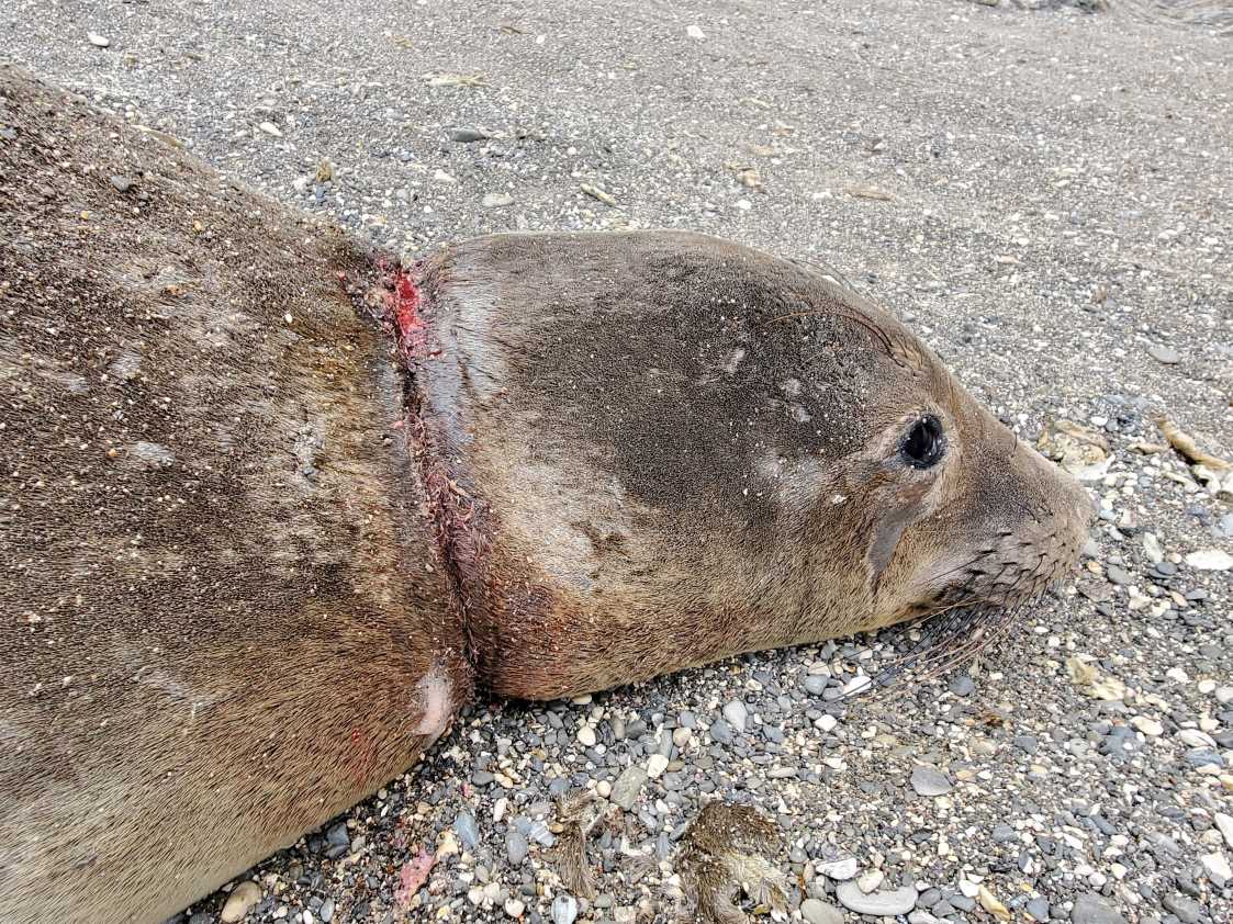 Life-Saving Disentanglement Frees Northern Elephant Seal Liddie from ...