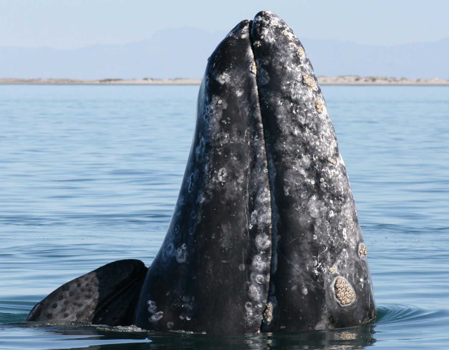 Gray Whale | The Marine Mammal Center