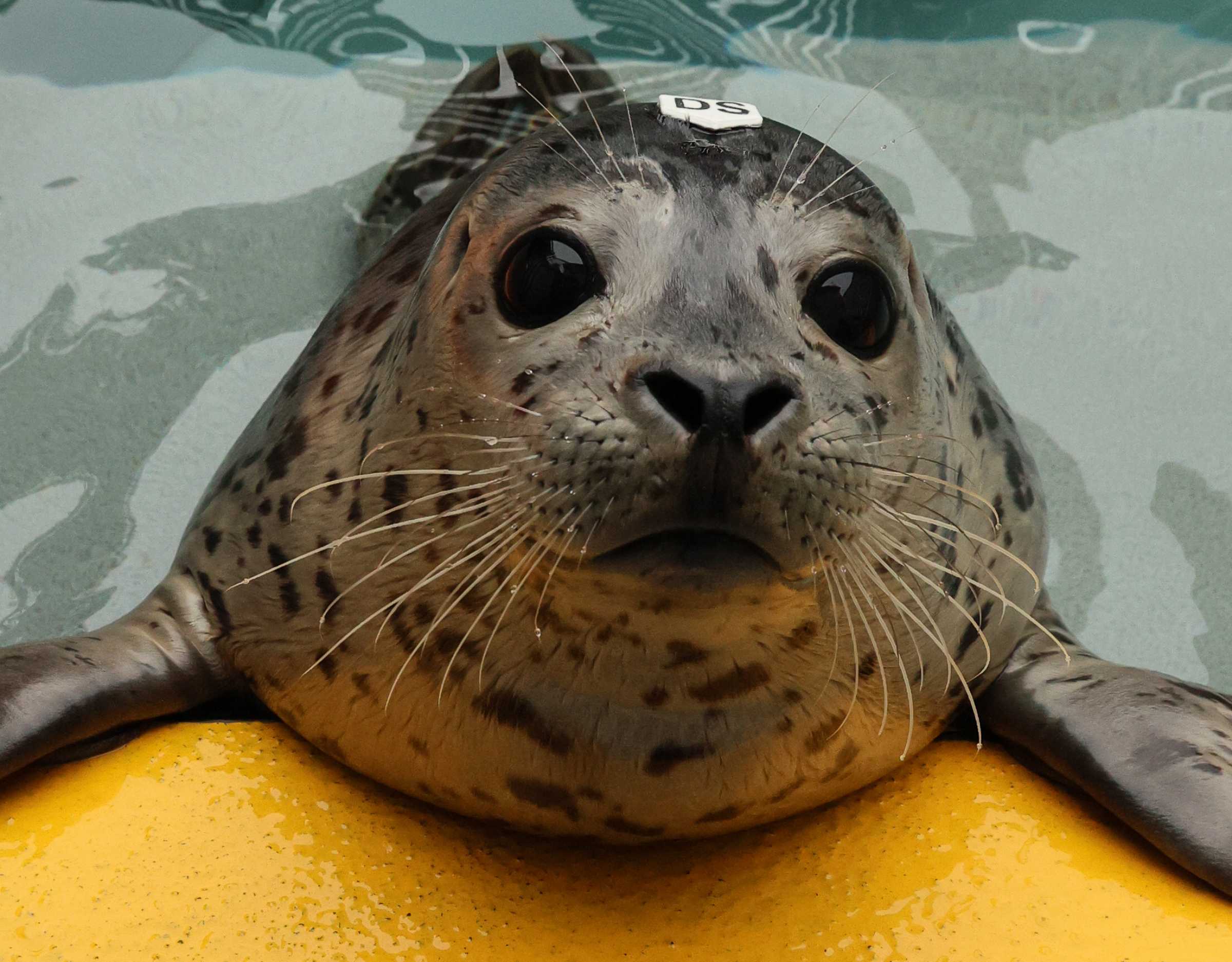 Meringue | The Marine Mammal Center