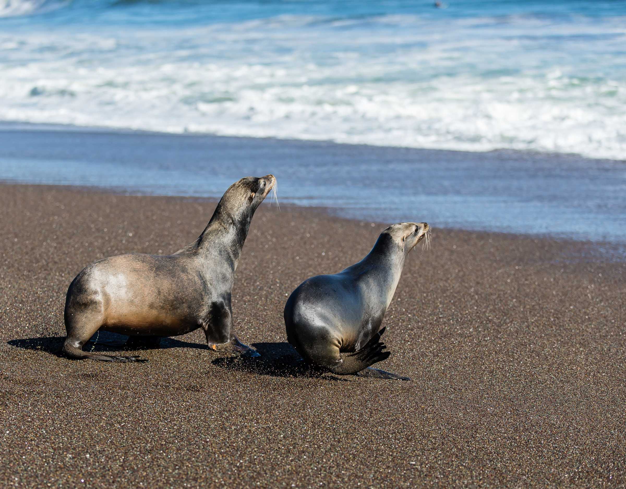Voice of America: Sea Mammals and Ocean Health | The Marine Mammal Center