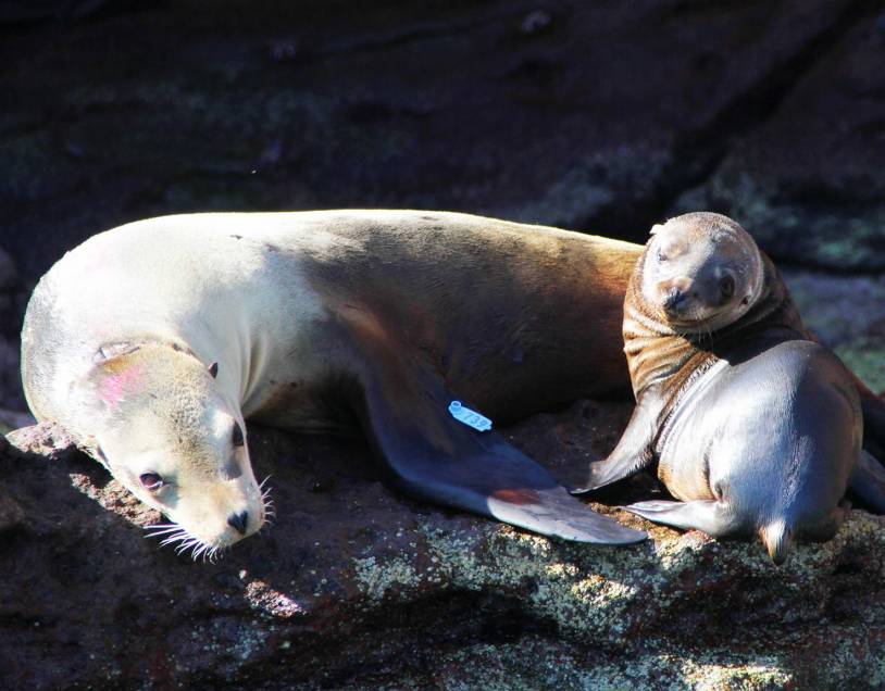 What it Takes to Rescue an Entangled Sea Lion | The Marine Mammal Center