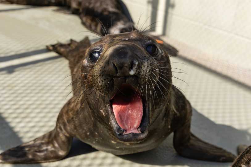 Pup Madness | The Marine Mammal Center