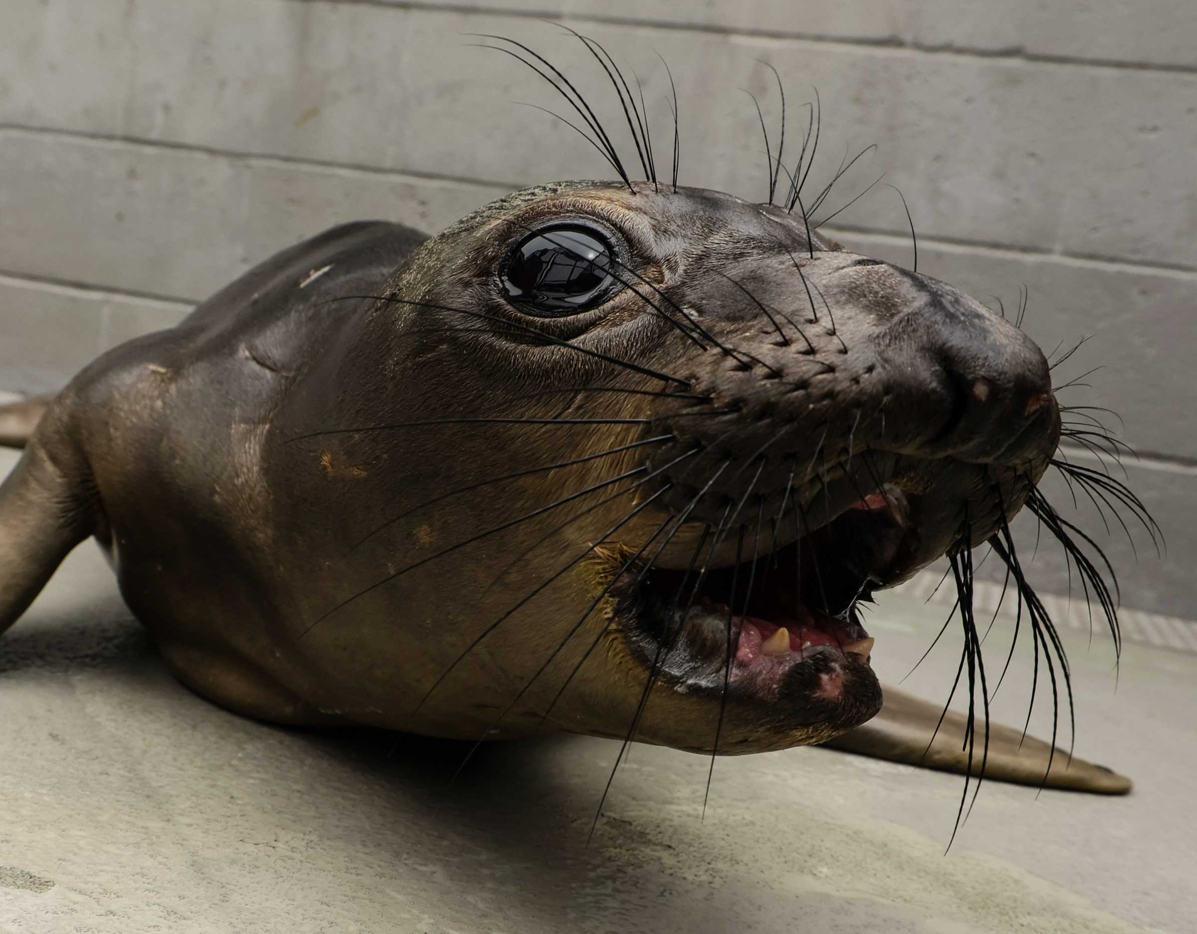 Coda | The Marine Mammal Center