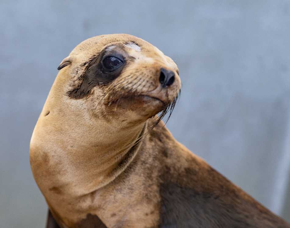Bantam | The Marine Mammal Center