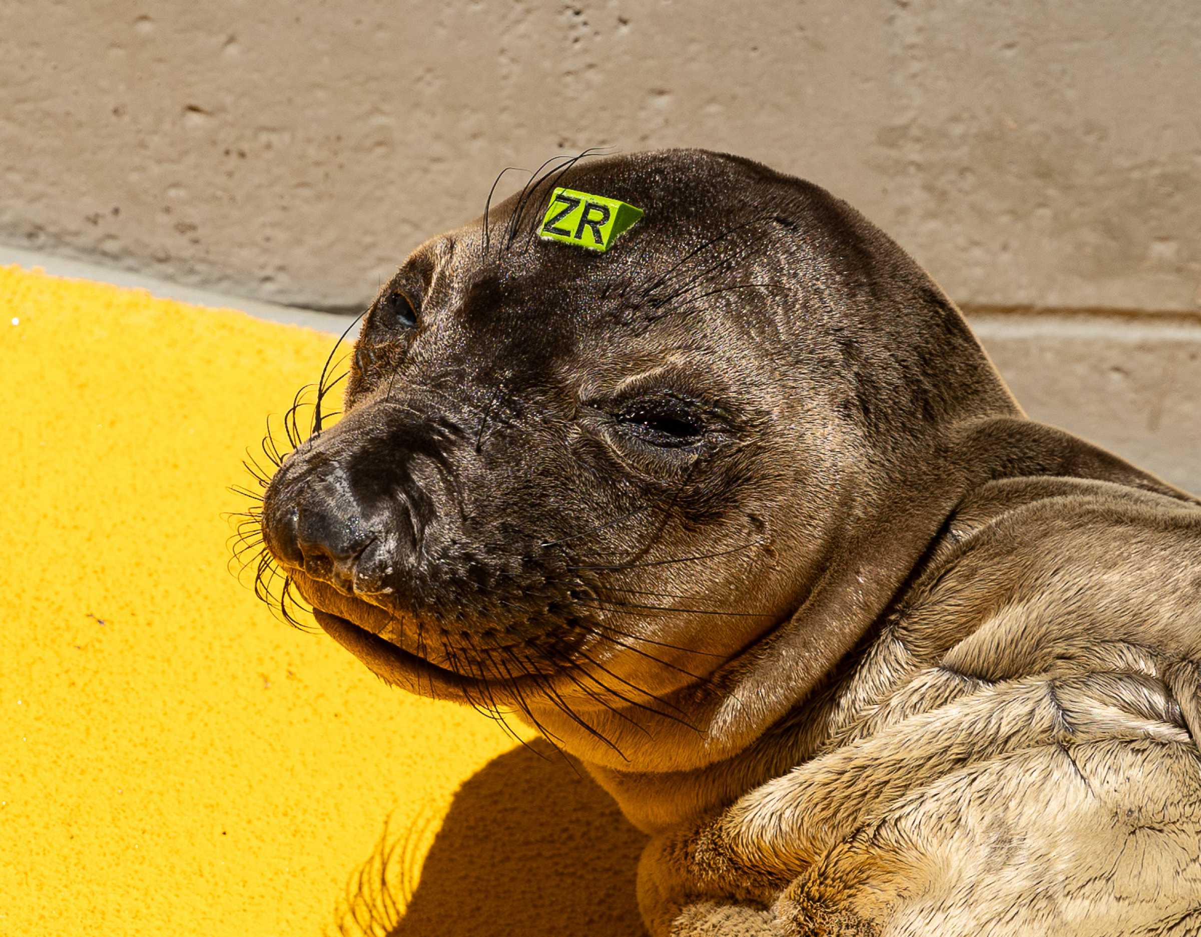 Pruney | The Marine Mammal Center