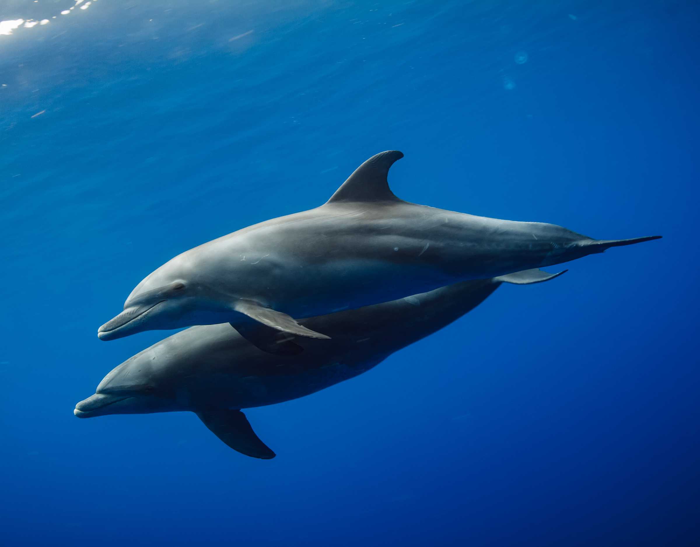 Marine Mammal Monday: Marine Mammals of the World | The Marine Mammal ...