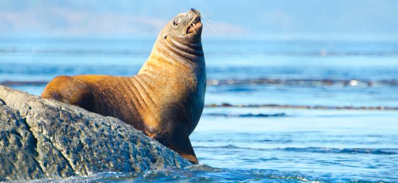 Pinnipeds | The Marine Mammal Center