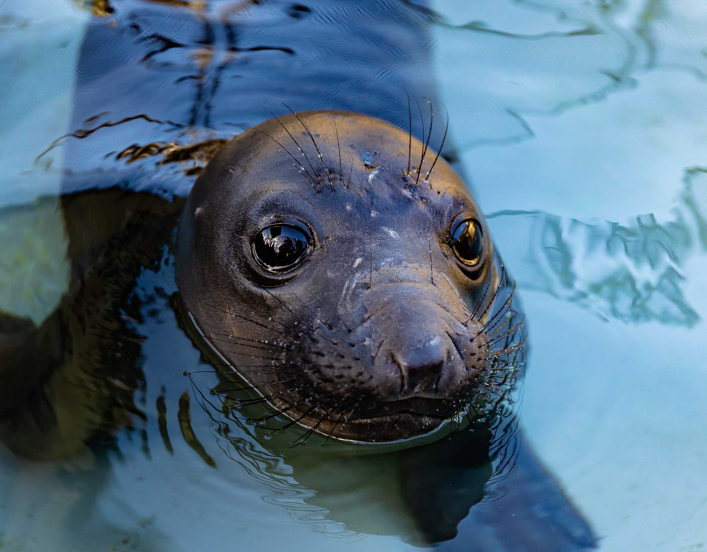 Phobos | The Marine Mammal Center