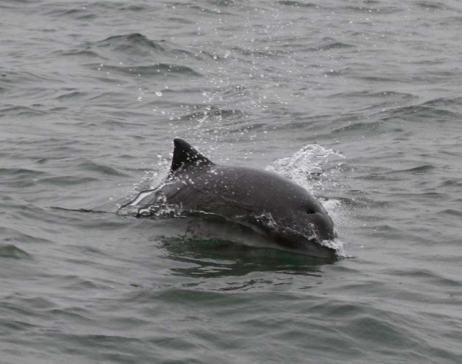 The Marine Mammal Center | Coevolution of Asymmetric and Spiraled ...