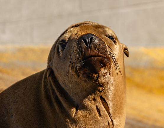 Mixy | The Marine Mammal Center