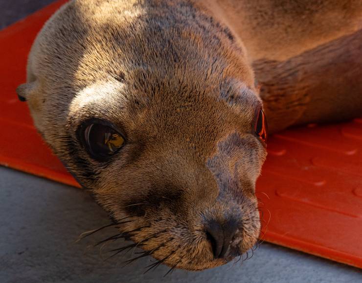 Frappy | The Marine Mammal Center