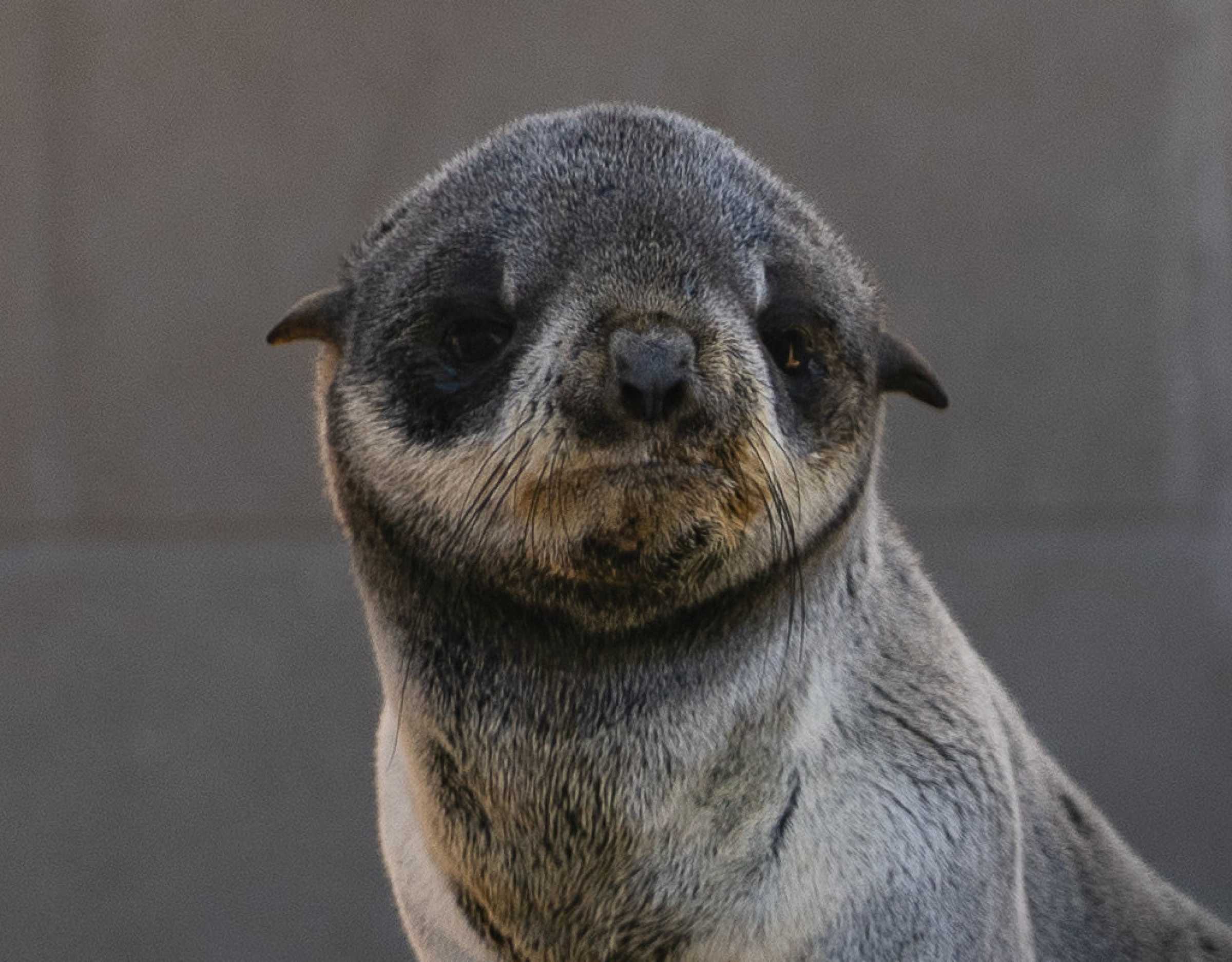 Fletch | The Marine Mammal Center