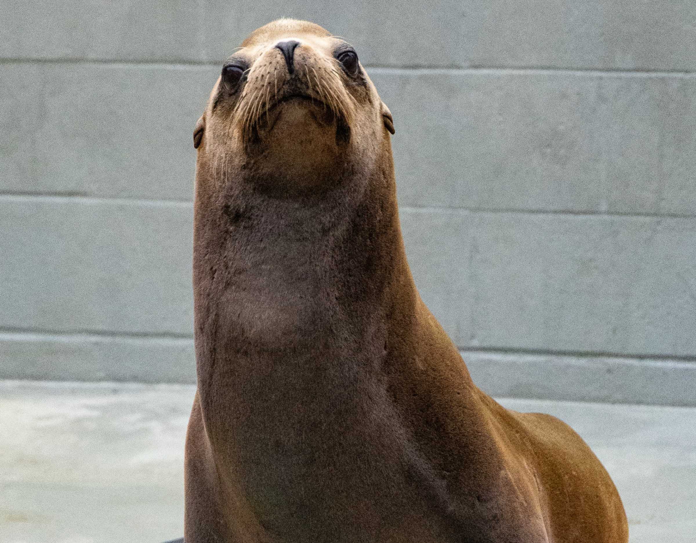 Moonstorm | The Marine Mammal Center