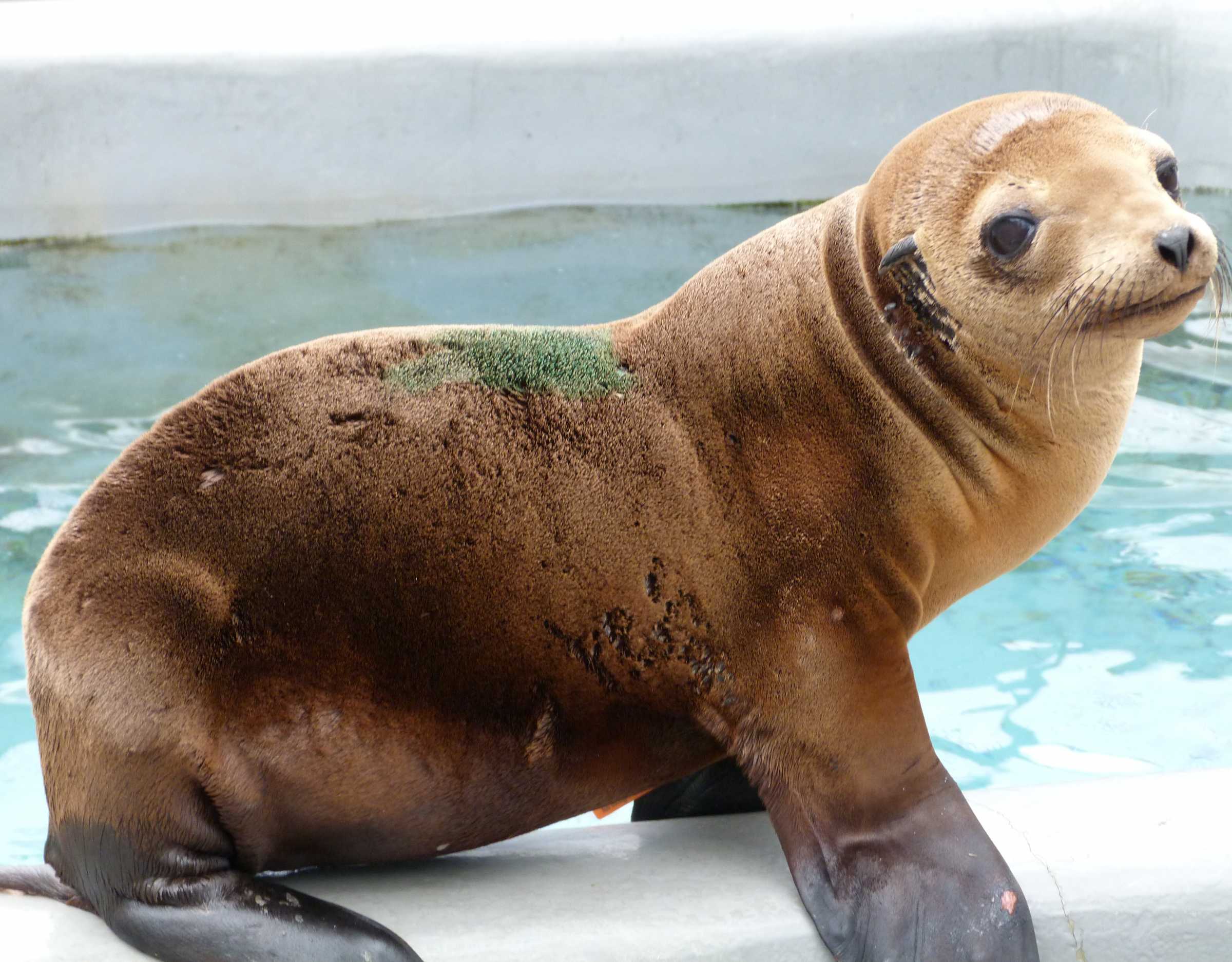 Ragnar | The Marine Mammal Center