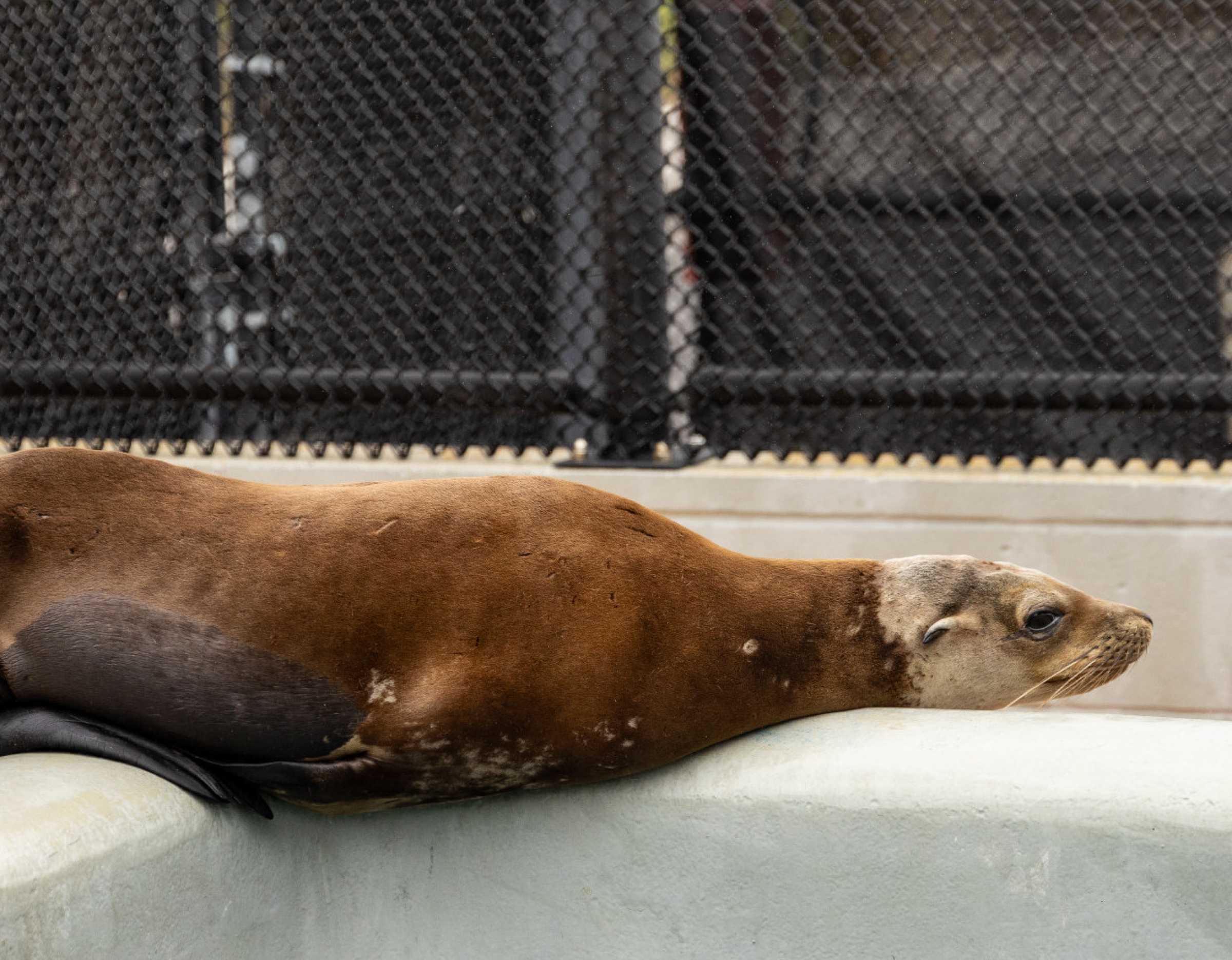 Chalk | The Marine Mammal Center