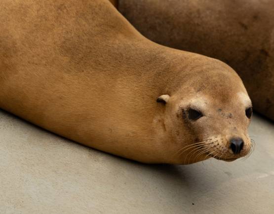 Letitia | The Marine Mammal Center