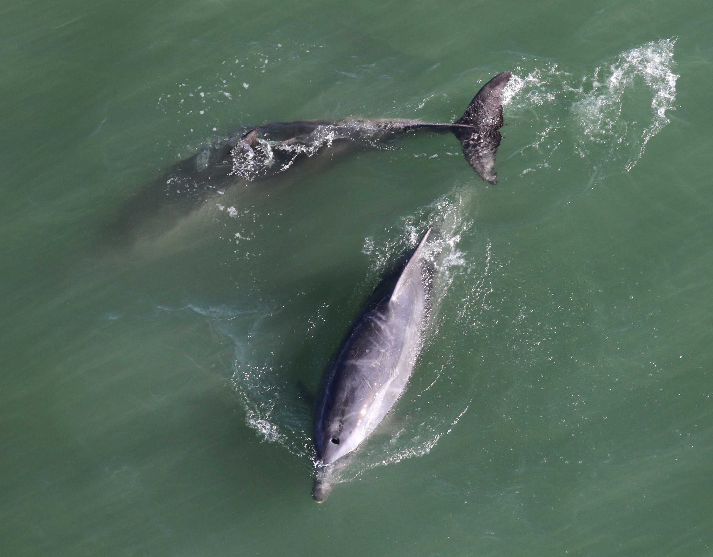 New Record of California Coastal Bottlenose Dolphins in Offshore Waters ...
