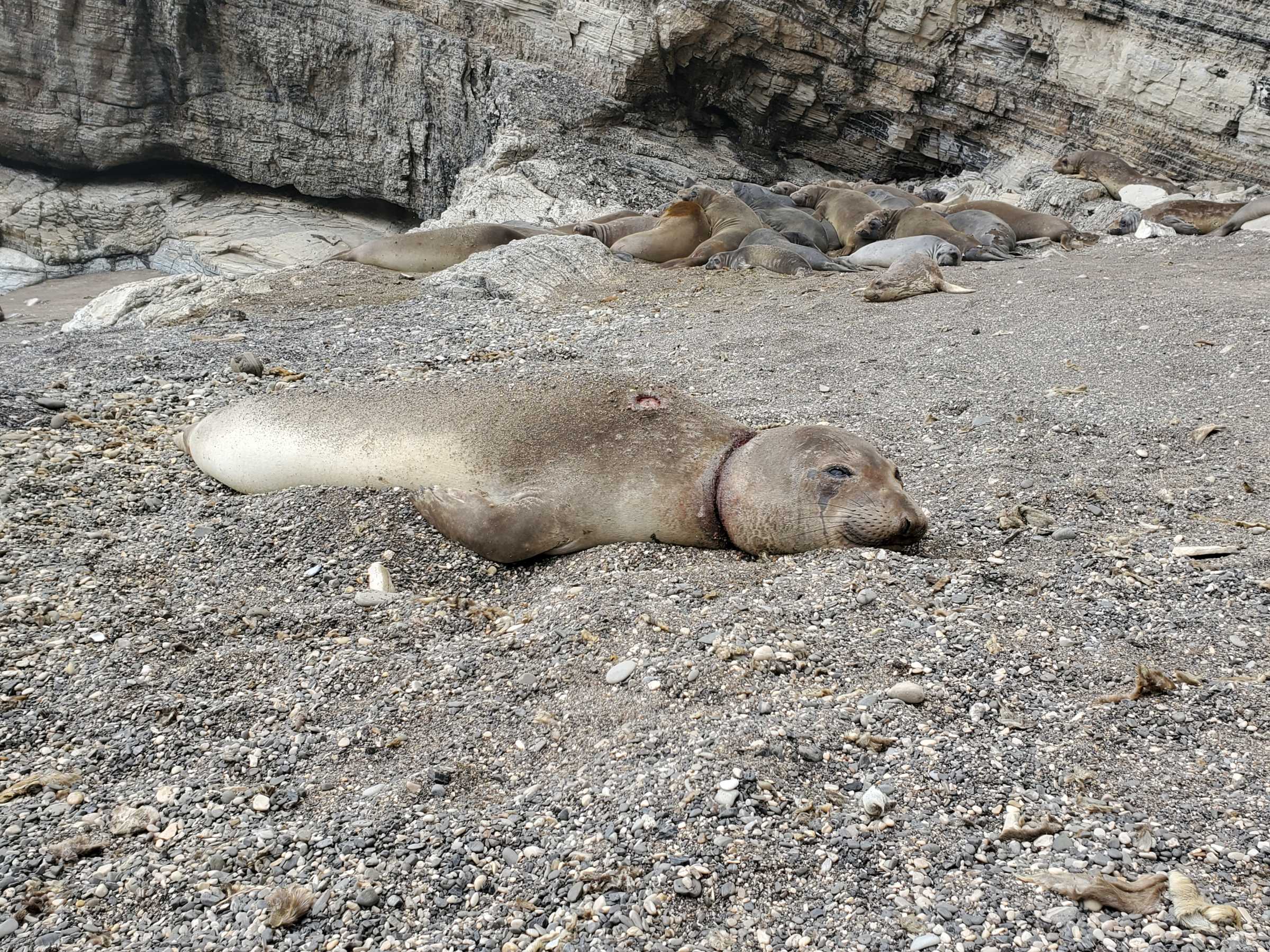 Life-Saving Disentanglement Frees Northern Elephant Seal Liddie from ...