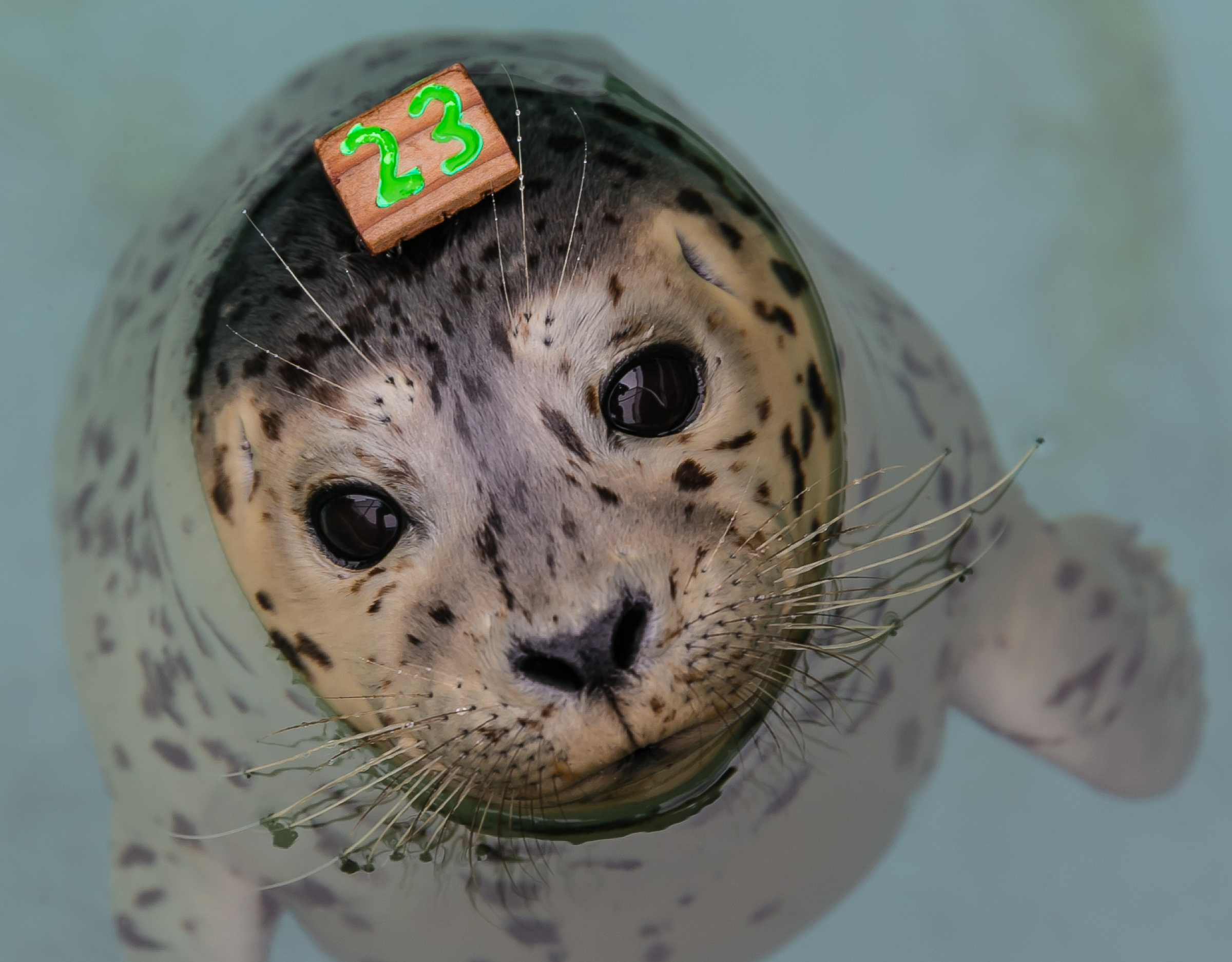 Fuze | The Marine Mammal Center