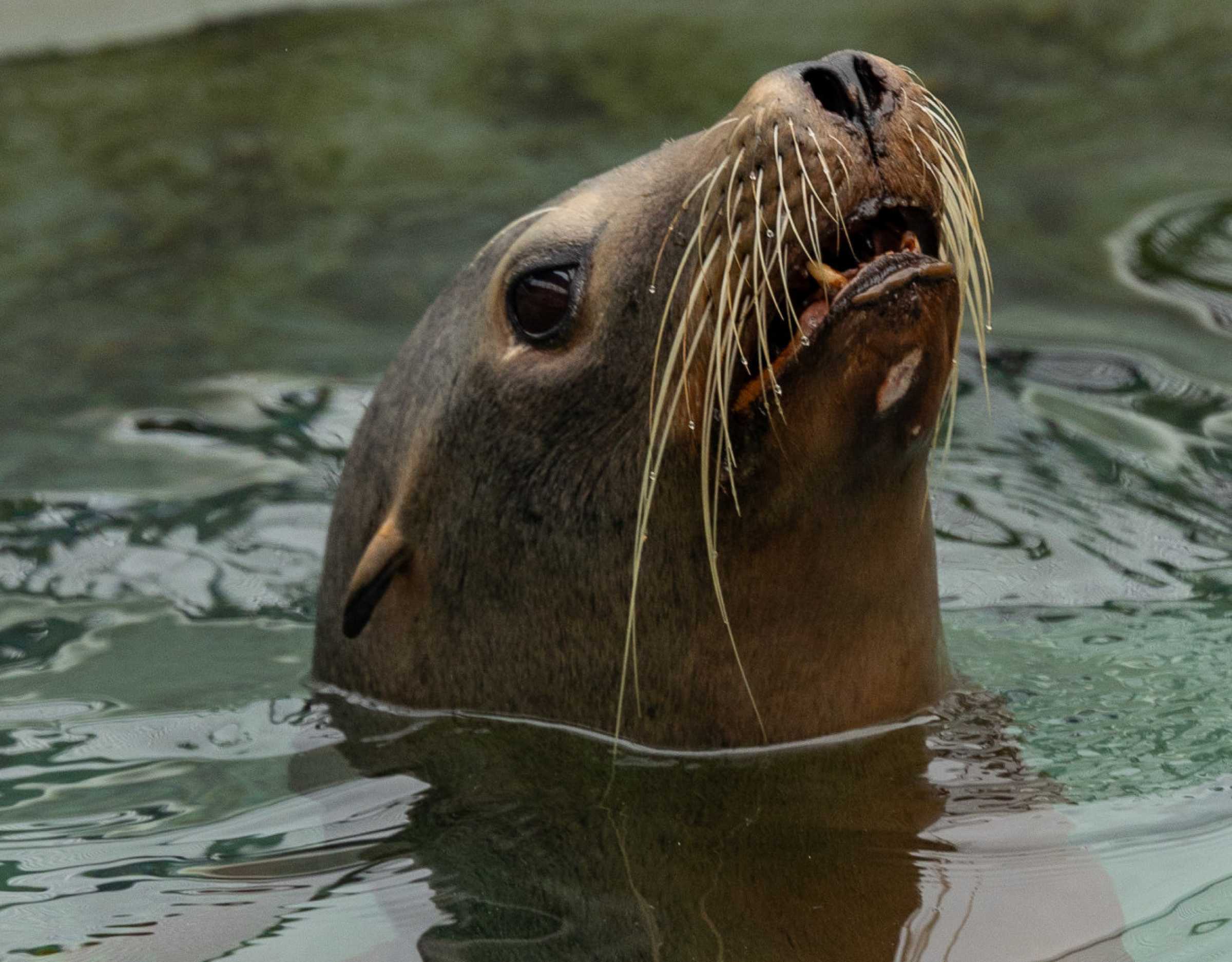 Prongle | The Marine Mammal Center