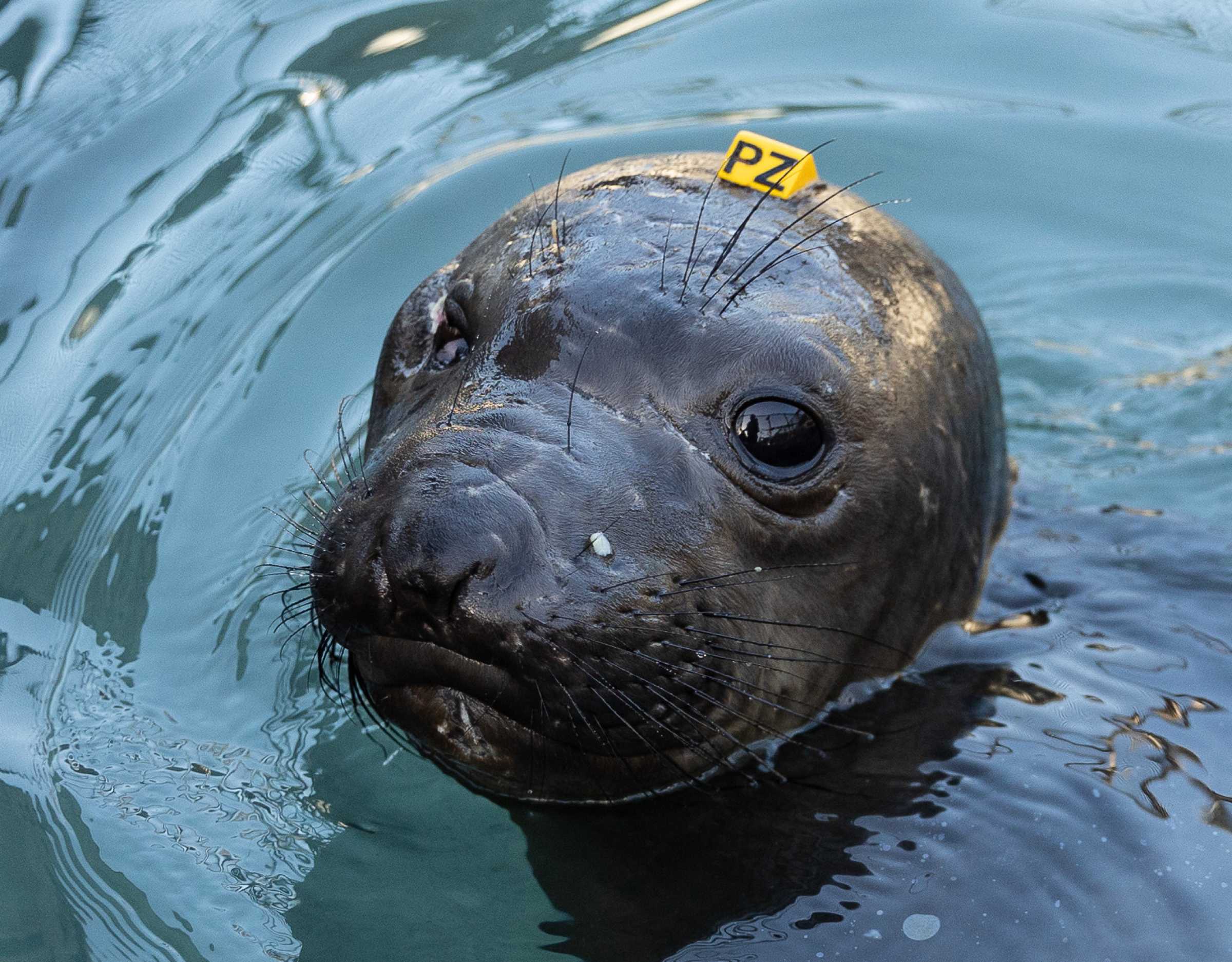 Coyote | The Marine Mammal Center