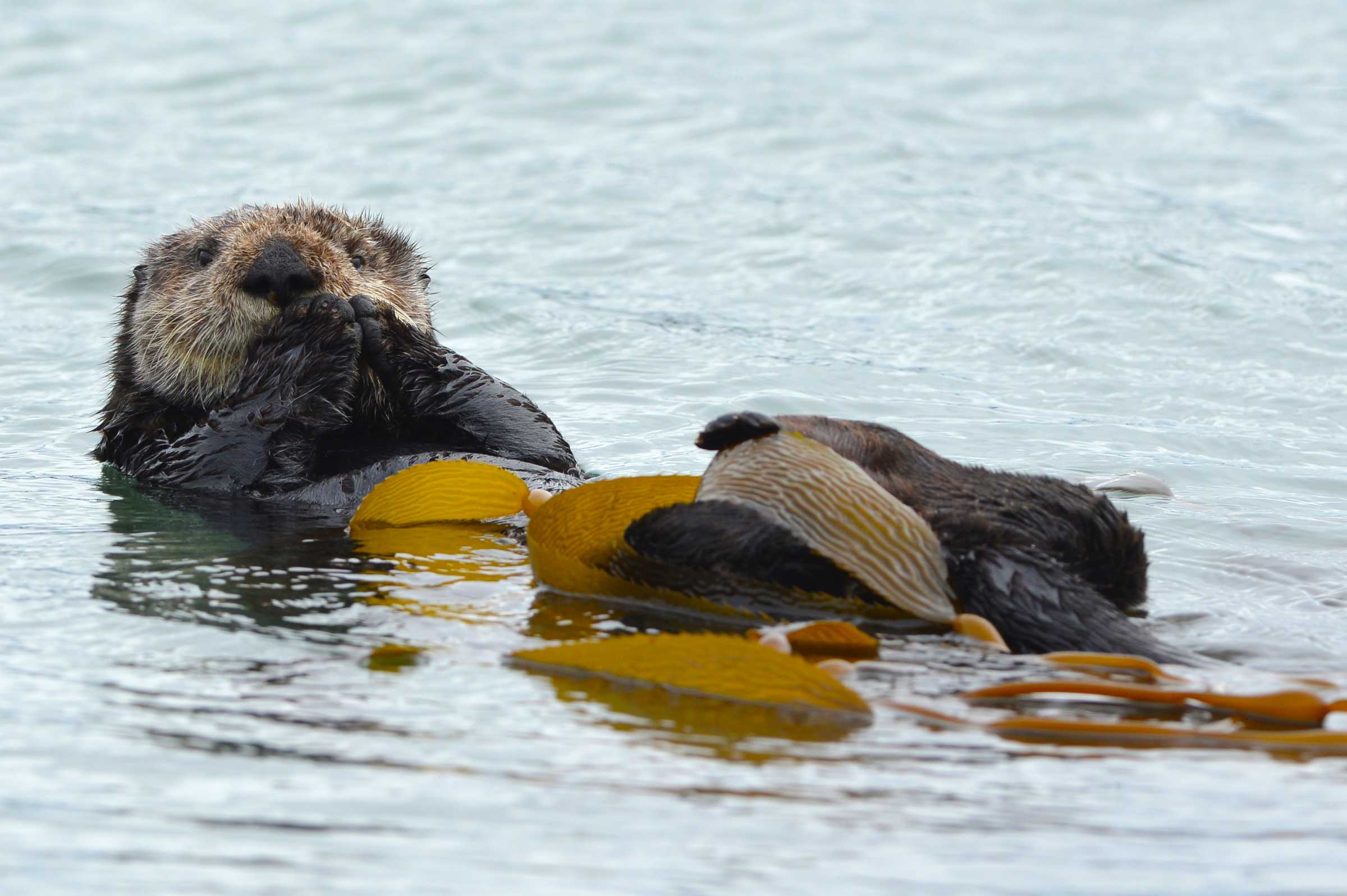 Sea Otters | The Marine Mammal Center