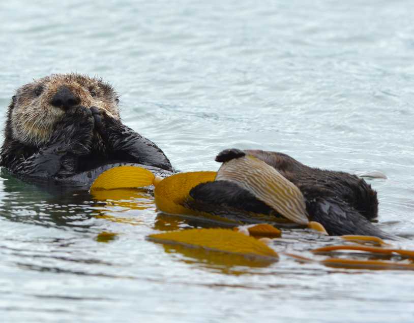 Sea Otters | The Marine Mammal Center