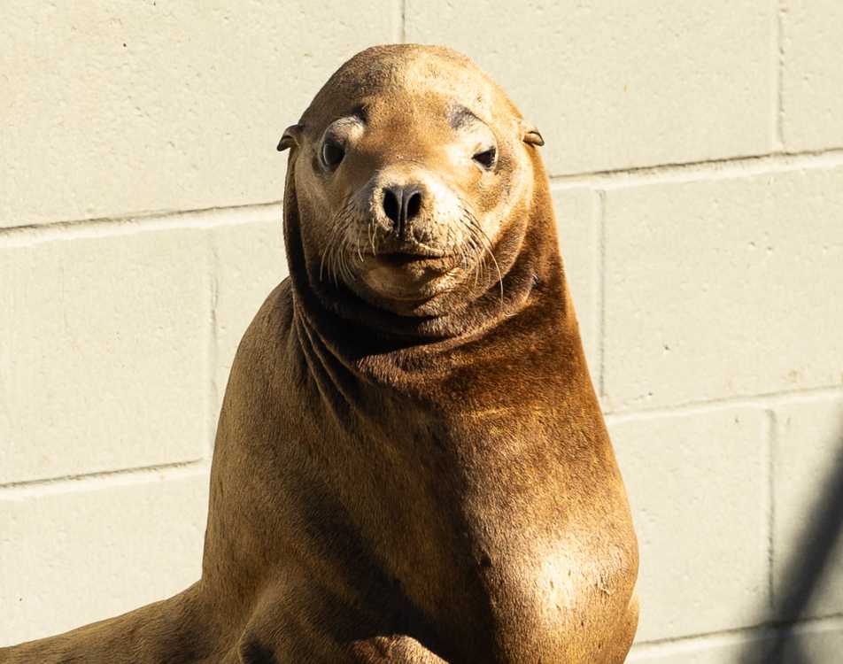 Slinger | The Marine Mammal Center