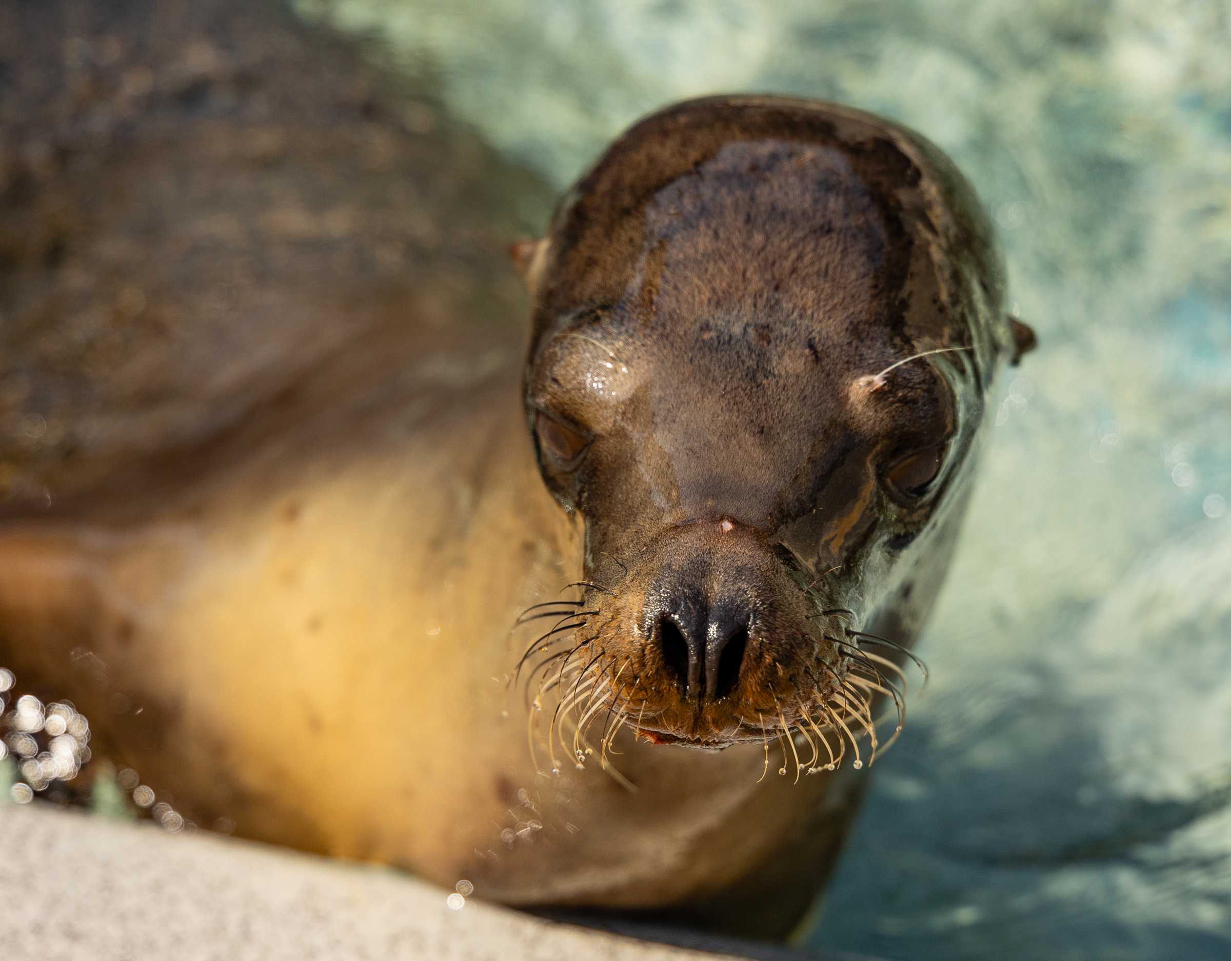 Ahpa | The Marine Mammal Center