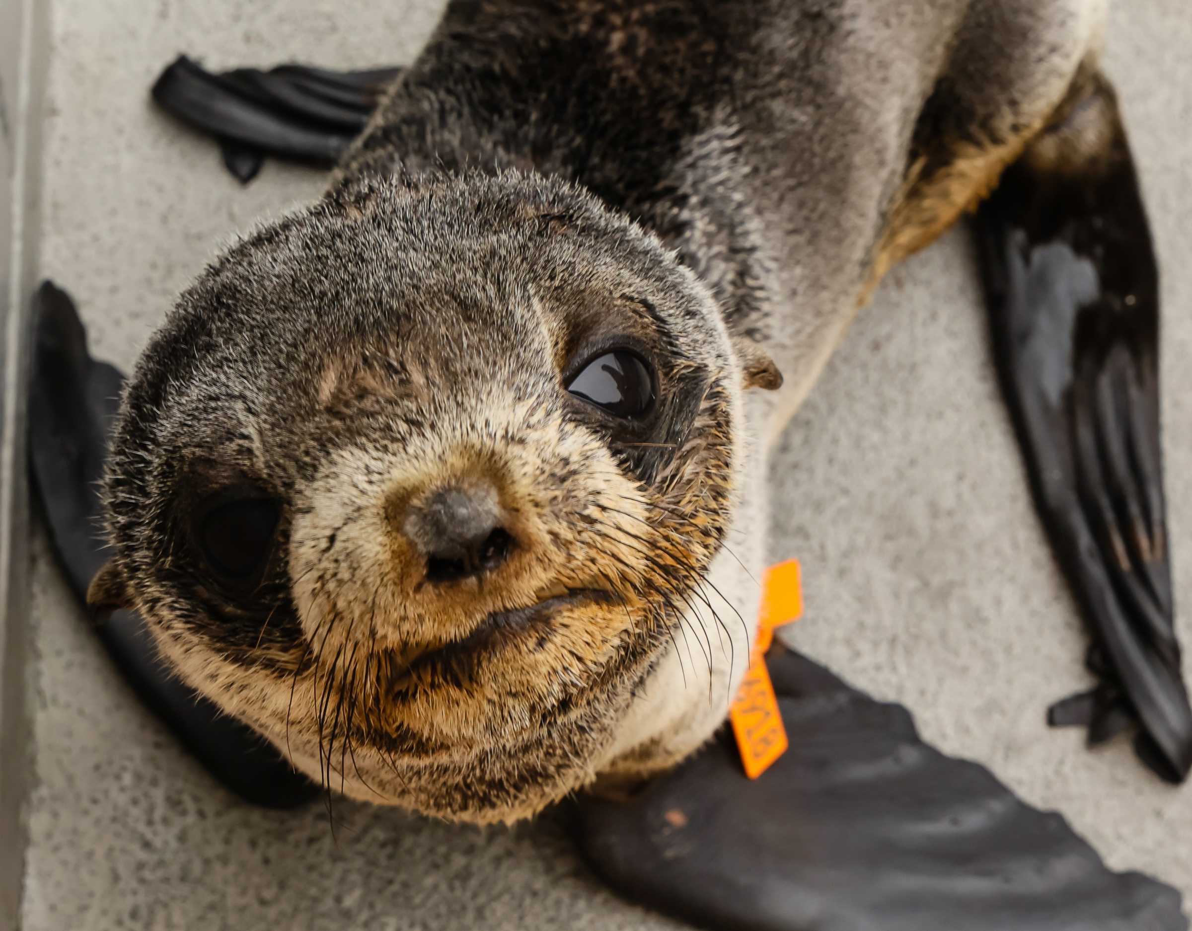 Zuma | The Marine Mammal Center