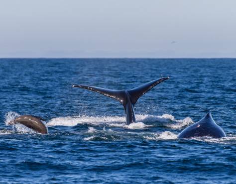 How To See the Gray Whale Migration and Help Save a Life | The Marine ...
