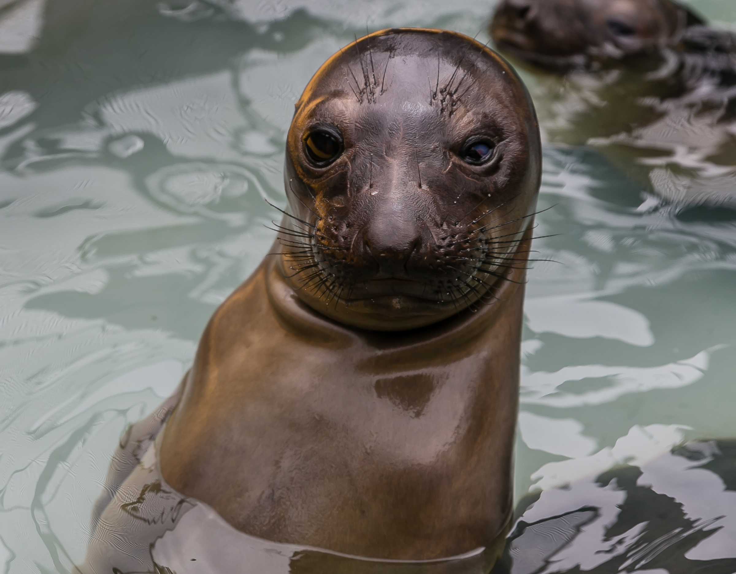 Washington Post: Lost Sea Creatures Wash Up as Climate Shifts | The ...