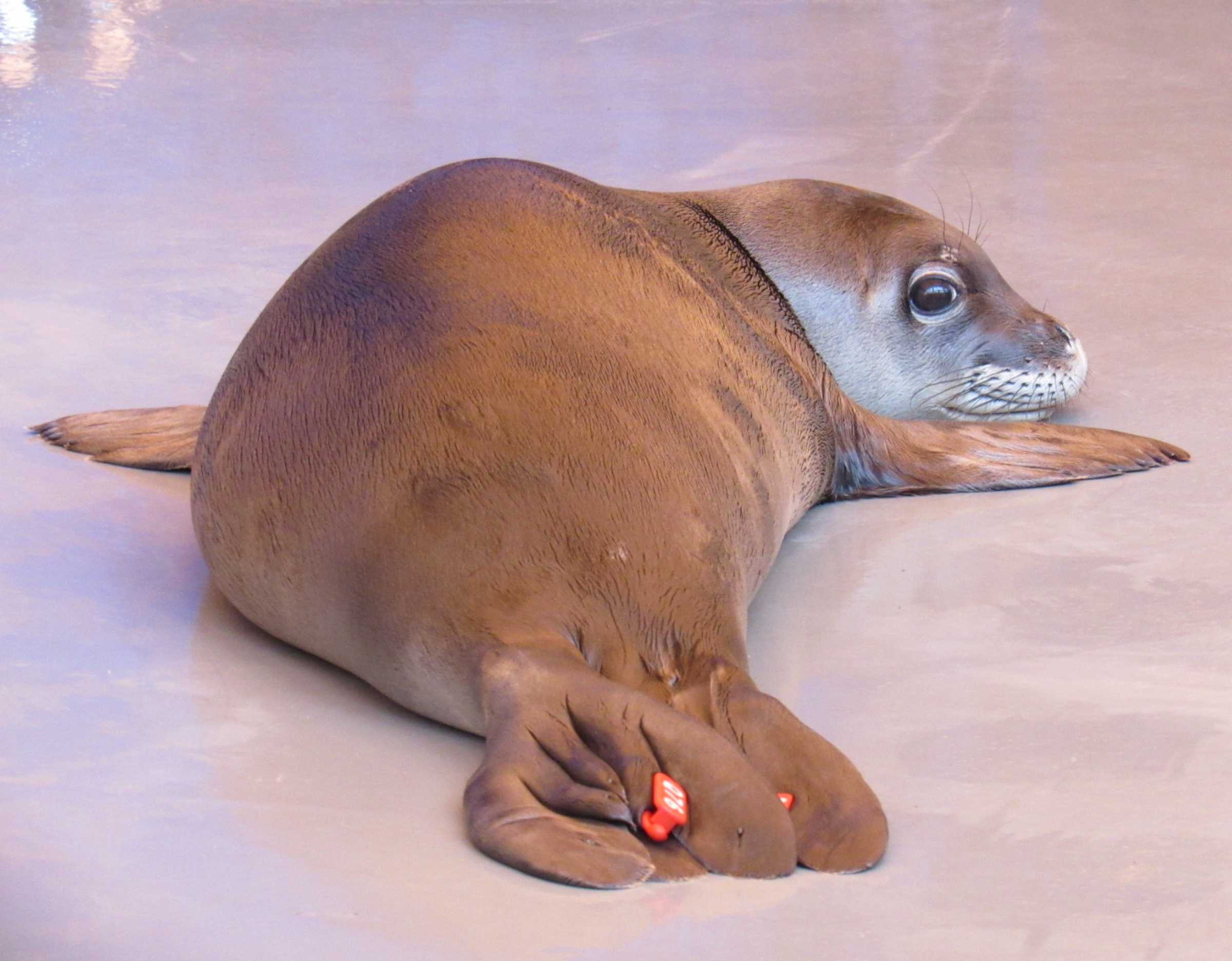 Endangered Hawaiian Monk Seal Transported from Oʻahu via Mānana Island ...