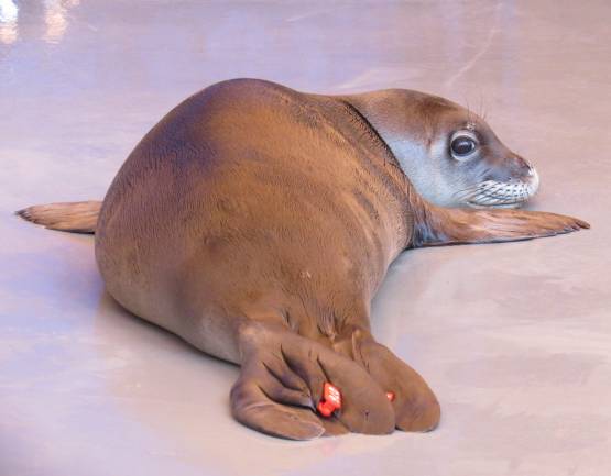 Malama | The Marine Mammal Center