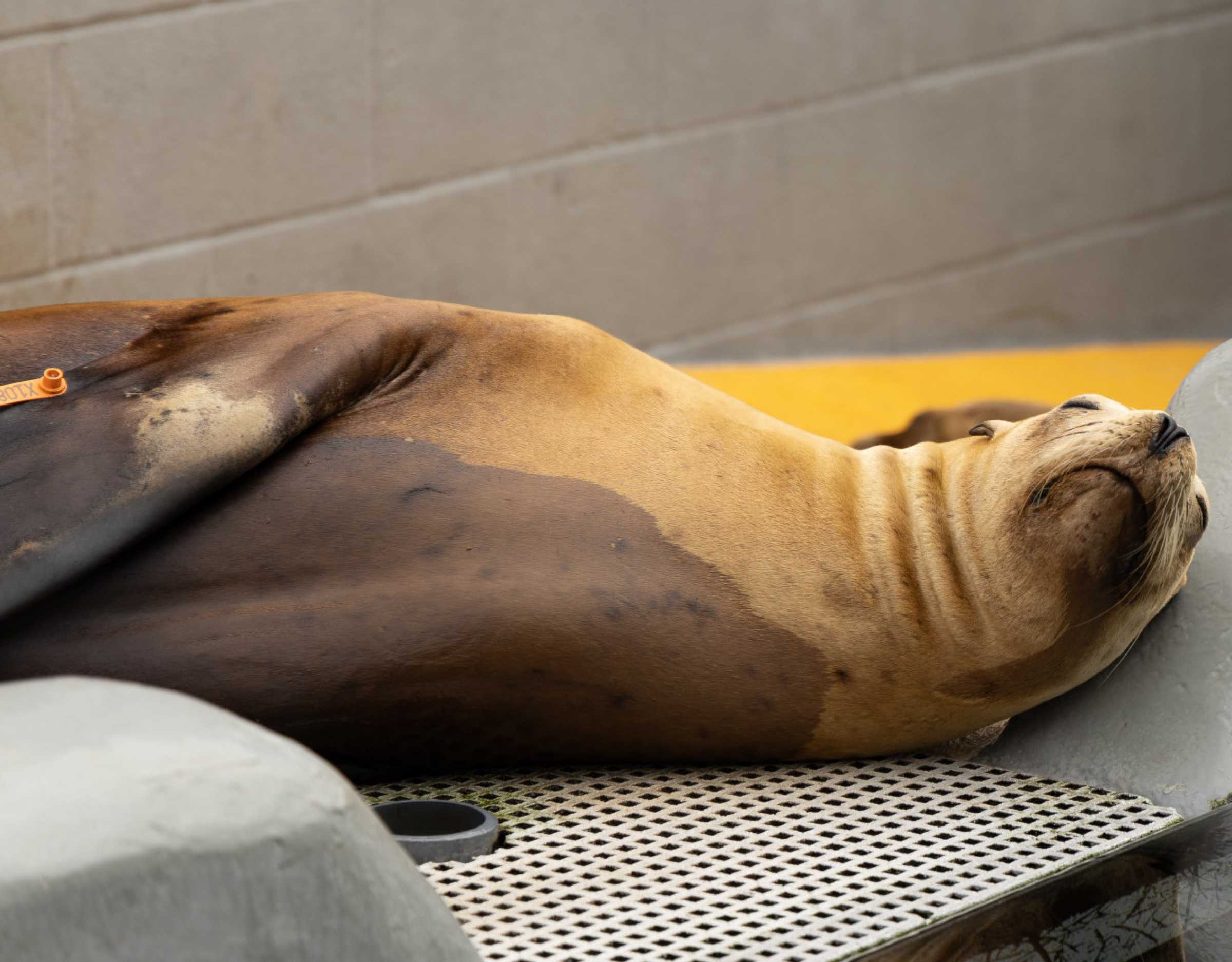 Safety | The Marine Mammal Center