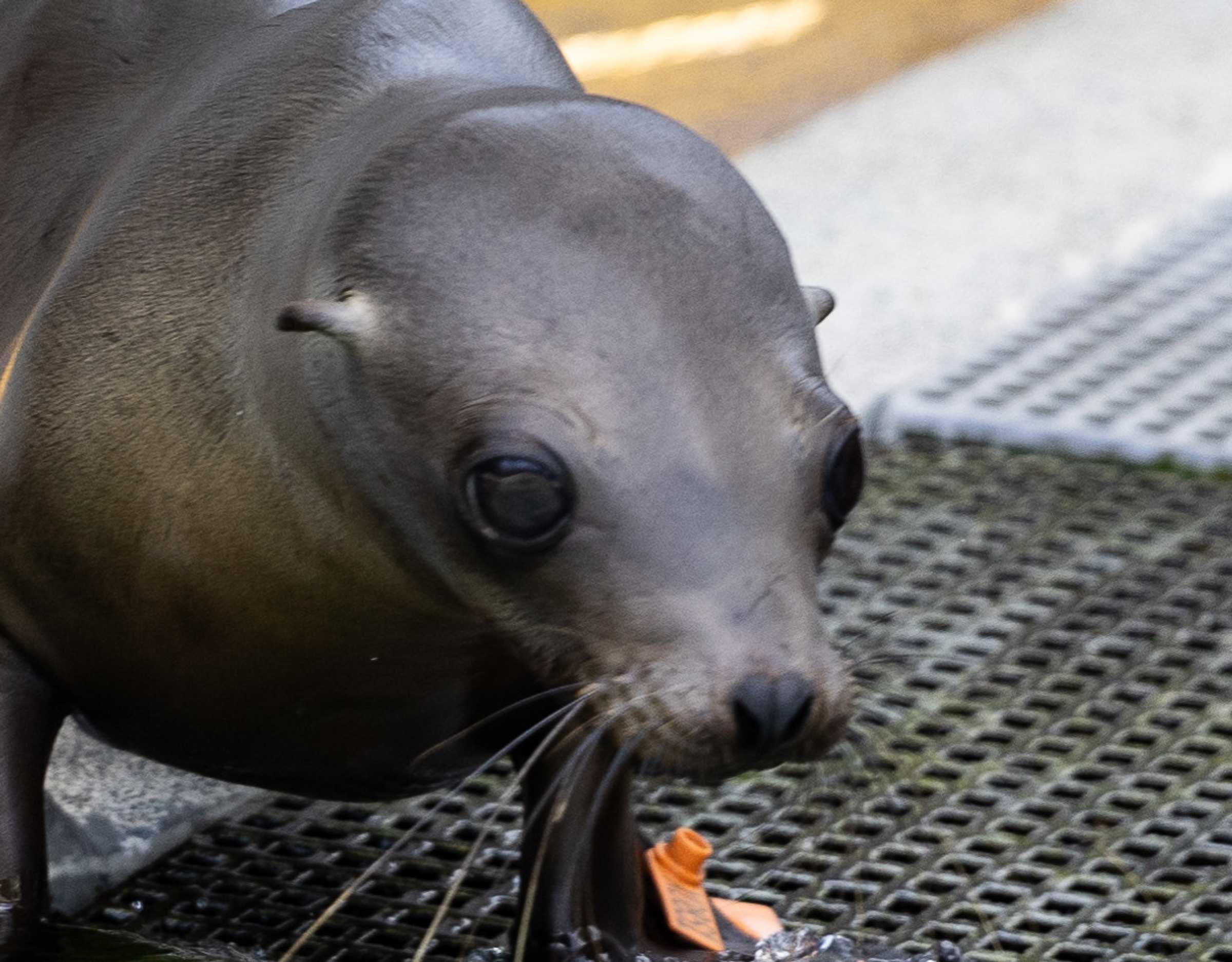 Pipoca | The Marine Mammal Center