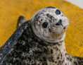 Pinnipeds | The Marine Mammal Center